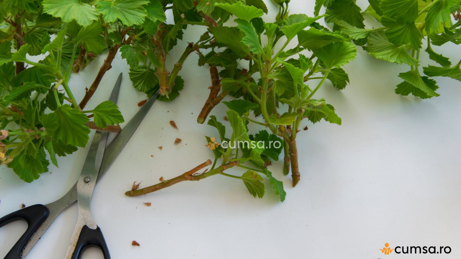 Cum sa faci inmultirea muscatelor prin butasi, in mod corect - cumsa.ro