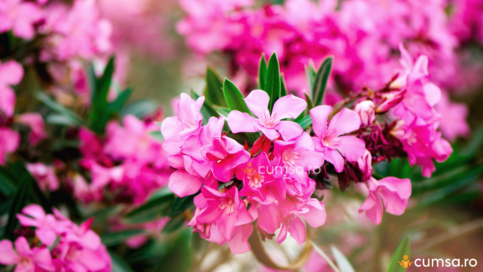 Ingrijire leandru. Cum sa il inmultesti si ce ingrasamant aplici - cumsa.ro