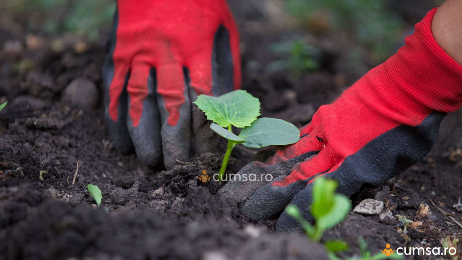 Distanta plantare castraveti. Cum sa plantezi rasadurile in gradina ...