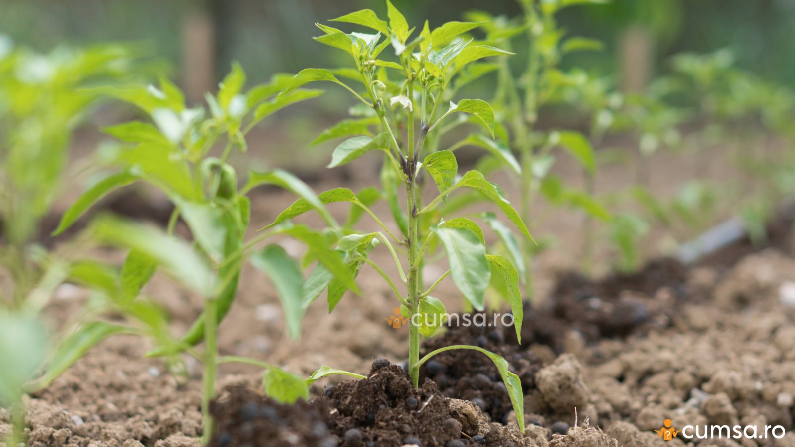 Distanta plantare gogosari. Cum sa plantezi rasadurile si in ce ...