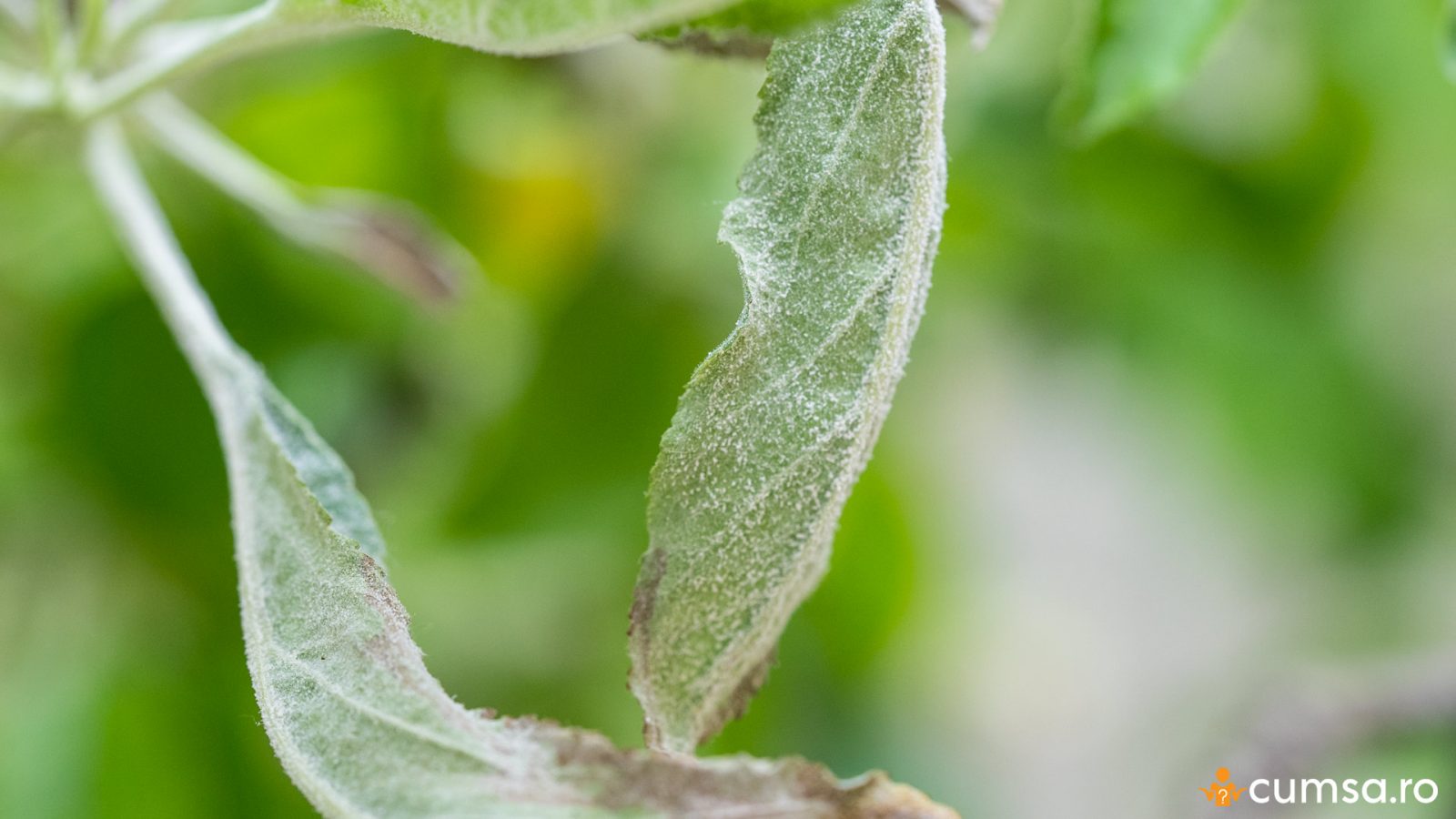 Cum sa combati fainarea la mar si ce tratamente sa aplici - cumsa.ro