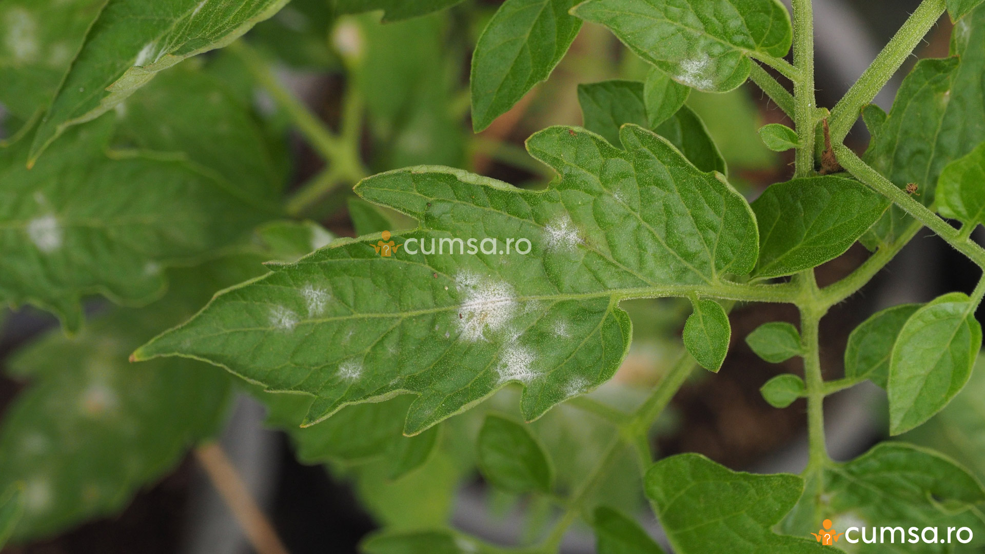 Cum sa combati fainarea la rosii cu un tratament natural - cumsa.ro