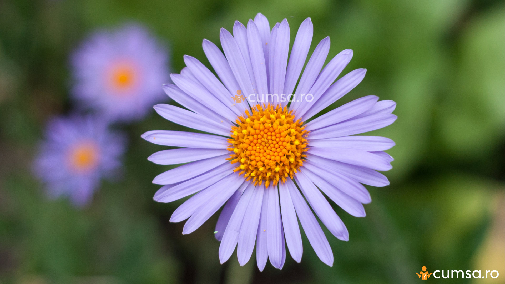 Cum sa ingrijesti Ochiul boului de munte (Aster alpinus) - cumsa.ro