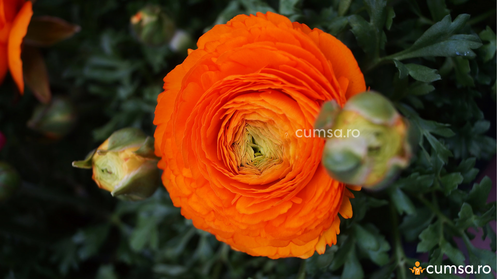 Cum sa plantezi Piciorul cocosului. Sfaturi despre ingrijire si ...