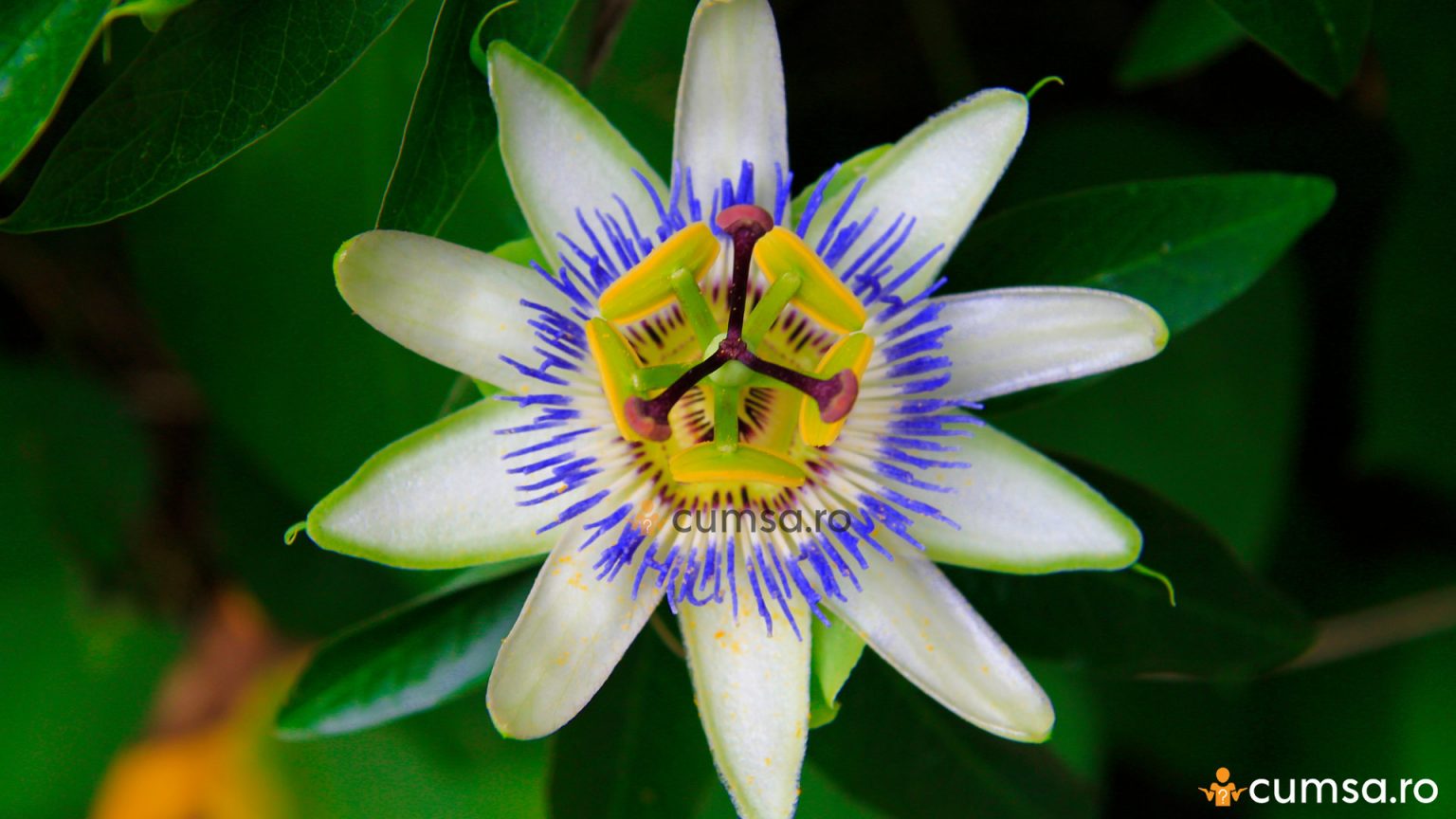 Cum sa cultivi Passiflora. Sfaturi despre ingrijire, inmultire, boli si ...