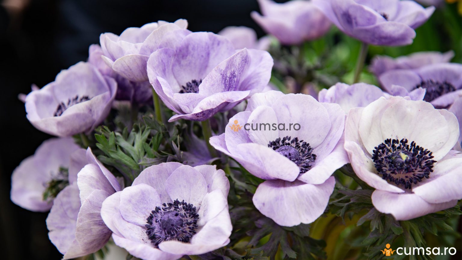 Cum sa plantezi anemone. Sfaturi despre ingrijire, inmultire si ...