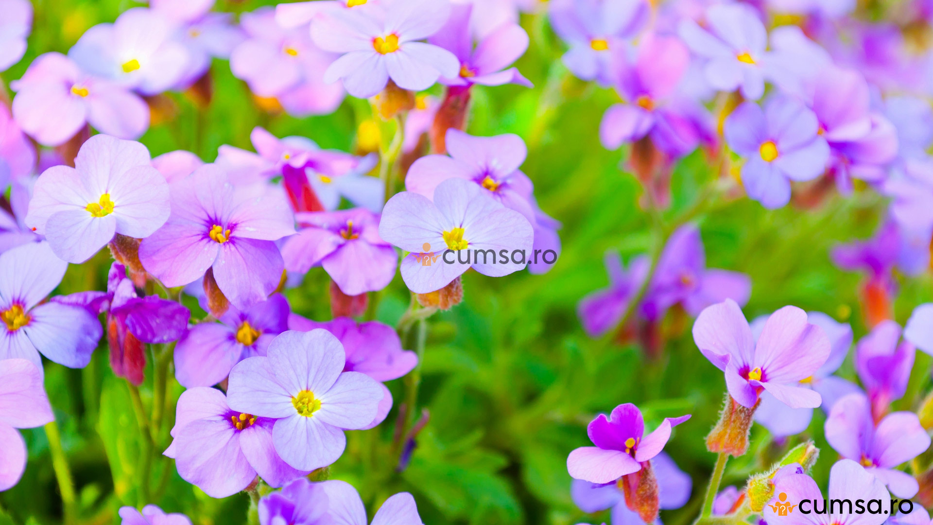 Cum sa plantezi Aubrieta. Ingrijire, inmultire si conditii de crestere ...