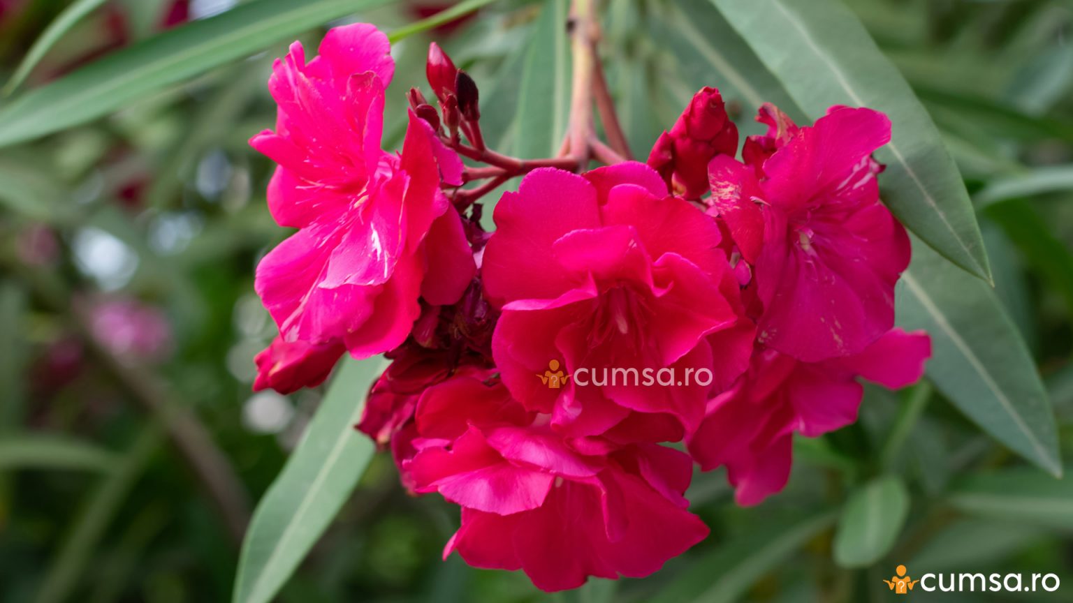 Ingrijire leandru. Cum sa il inmultesti si ce ingrasamant aplici - cumsa.ro