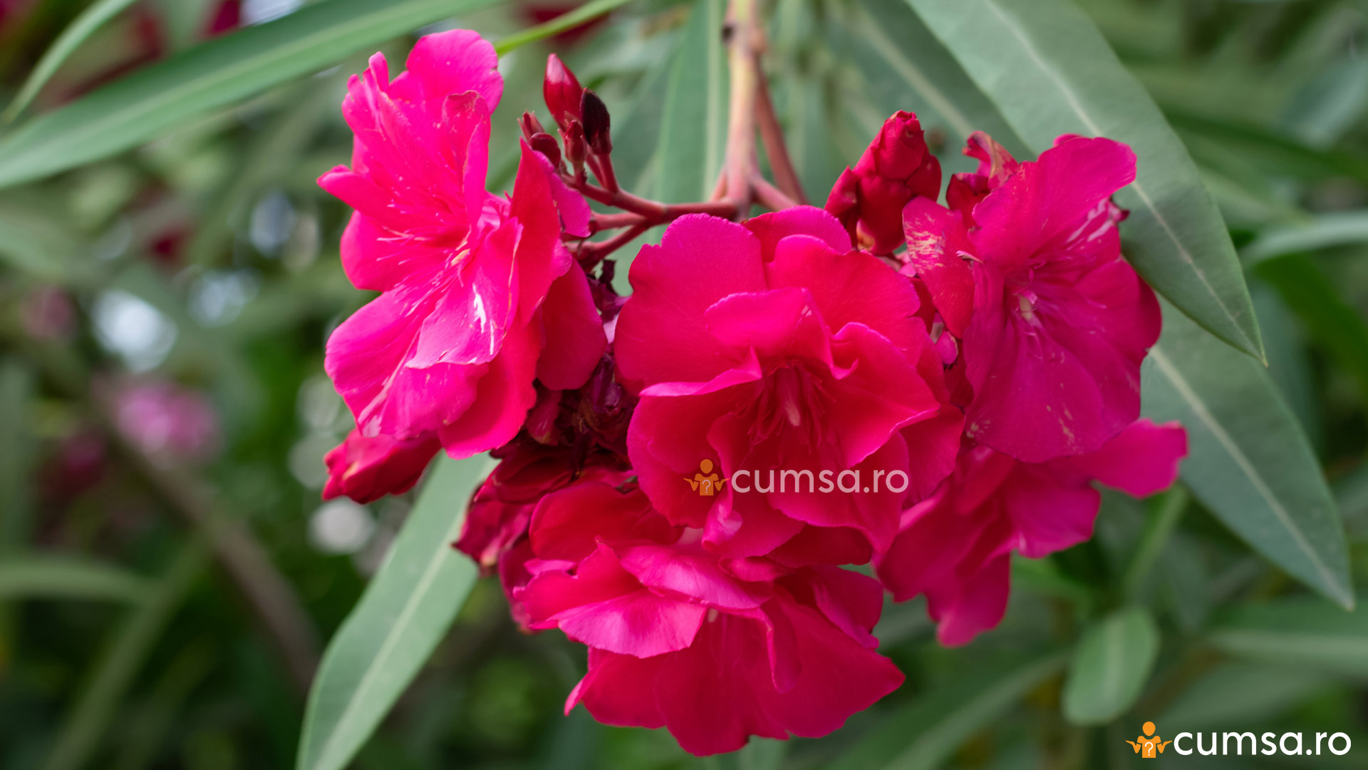 Ingrijire leandru. Cum sa il inmultesti si ce ingrasamant aplici - cumsa.ro