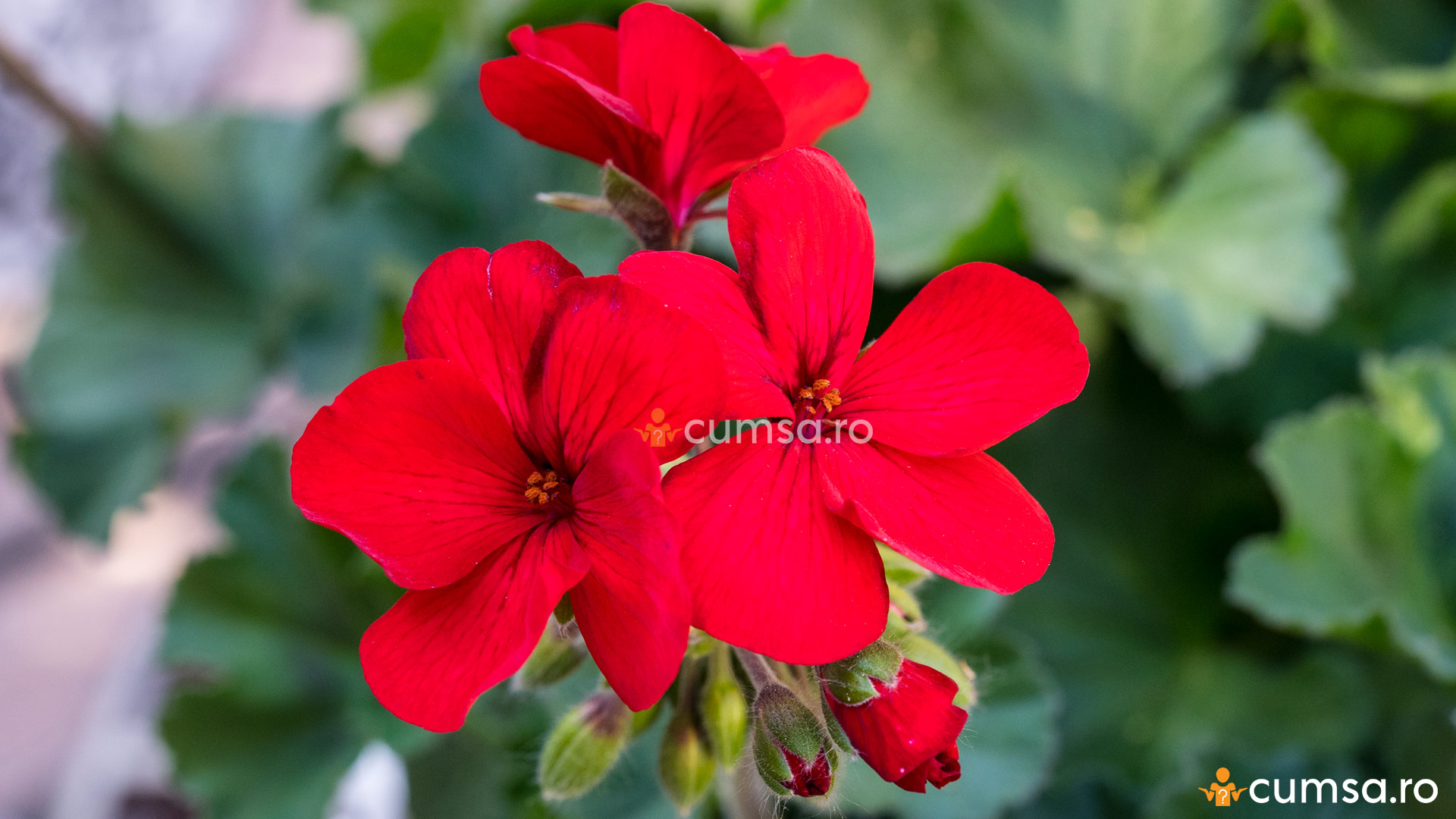 Boli la muscate. Cum sa iti mentii plantele sanatoase - cumsa.ro