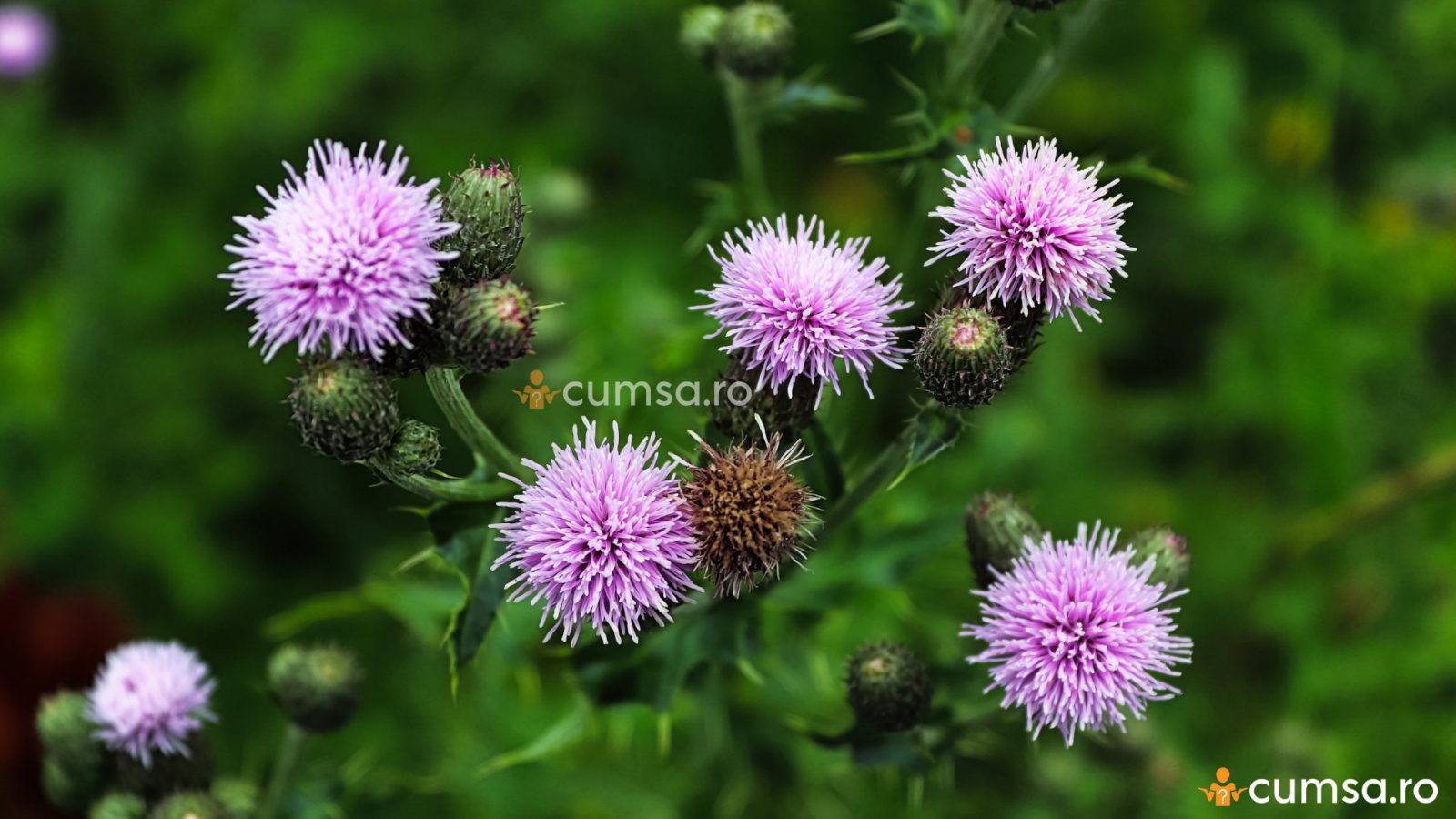 Cum sa scapi de palamida cu metode 100% naturale - cumsa.ro