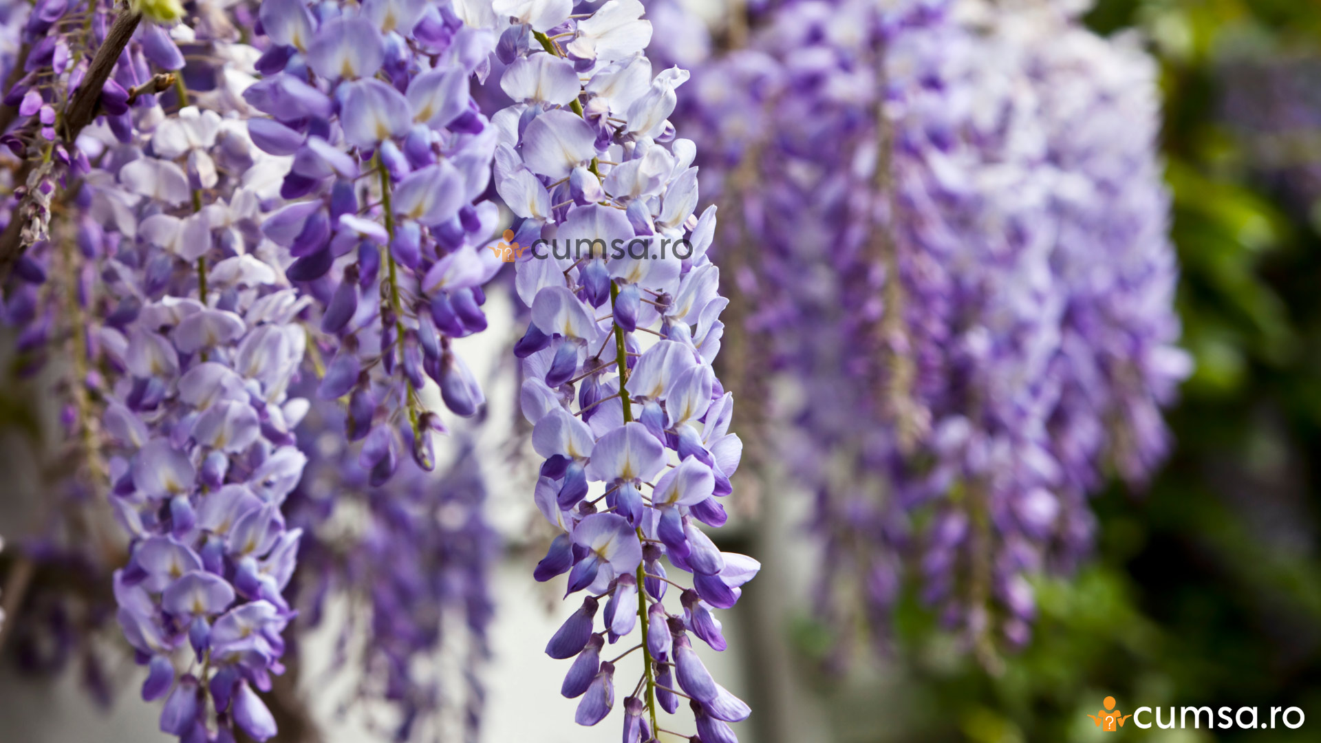 Inflorire Wisteria (Glicina). Cum sa ajuti aceasta liana decorativa sa ...