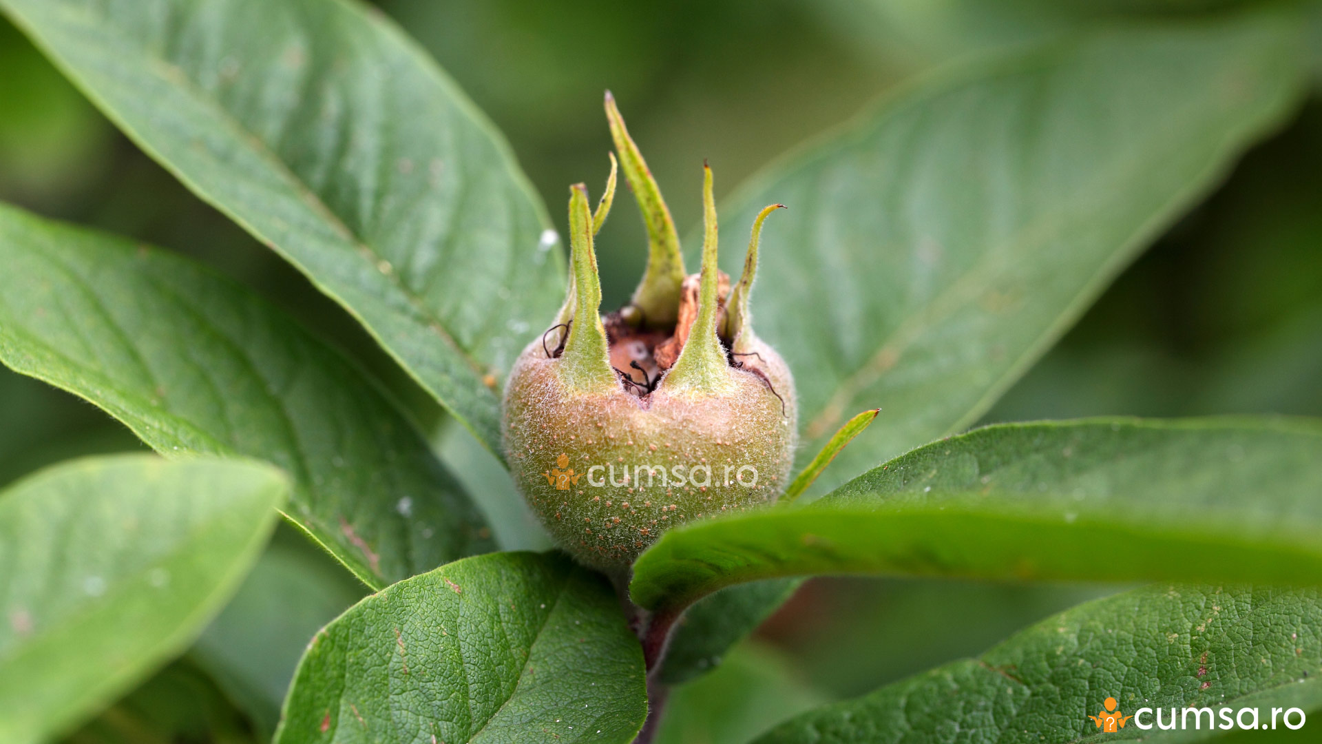 Cum sa cultivi mosmon si ce beneficii au fructele - cumsa.ro