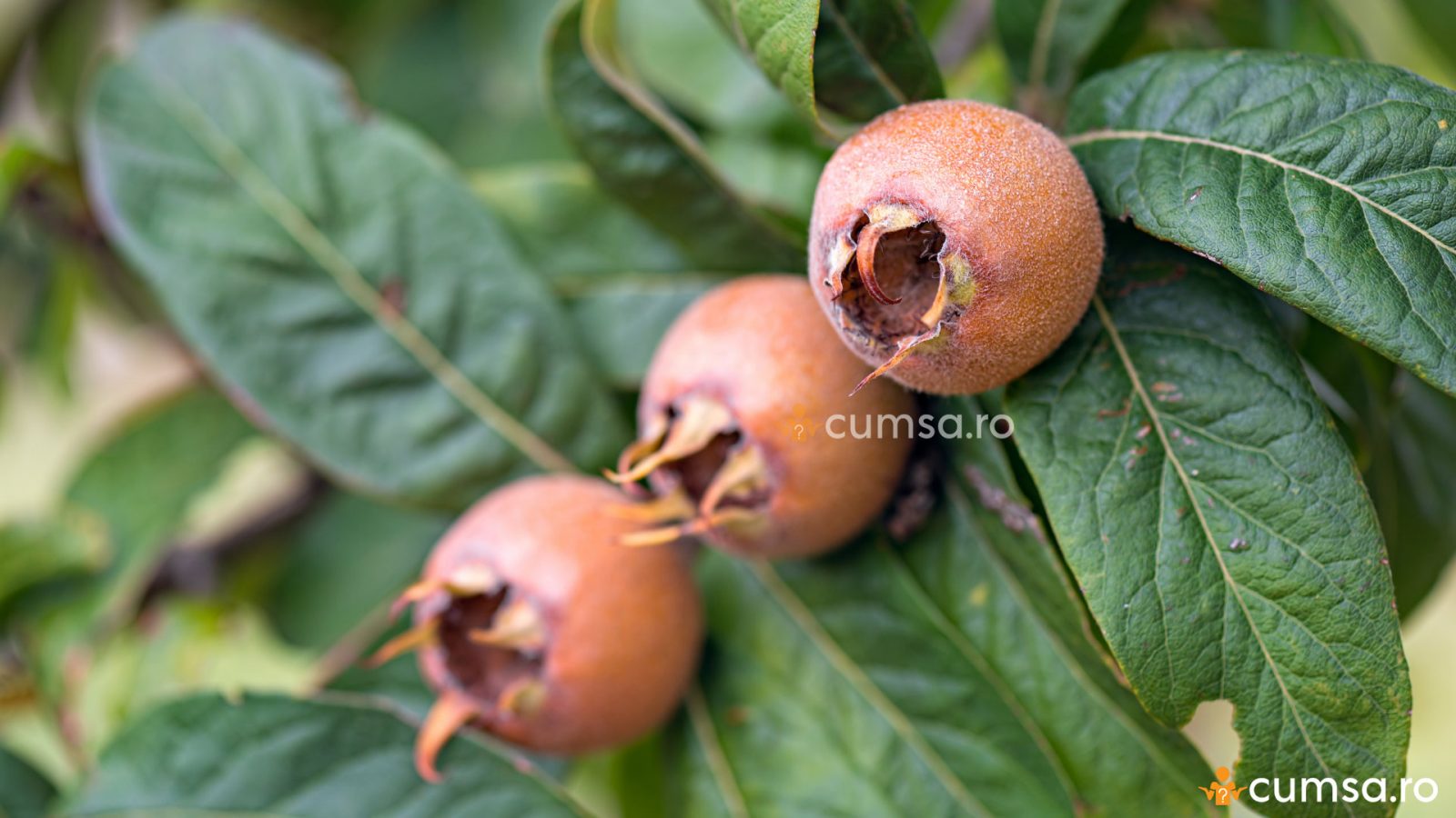 Cum sa cultivi mosmon si ce beneficii au fructele - cumsa.ro