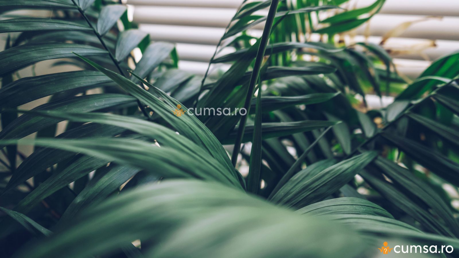 Cum sa ingrijesti palmierul pitic (Chamaedorea) - cumsa.ro