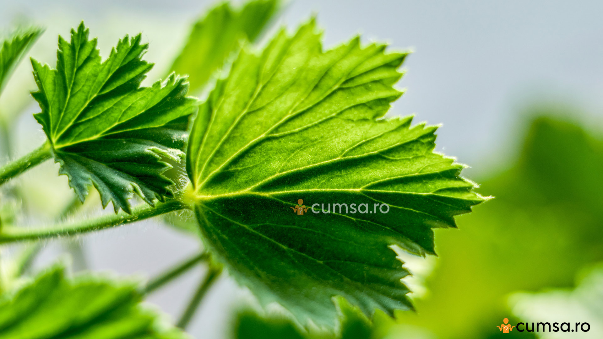 Cum sa plantezi muscate englezesti. Ingrijire, inmultire, boli si ...