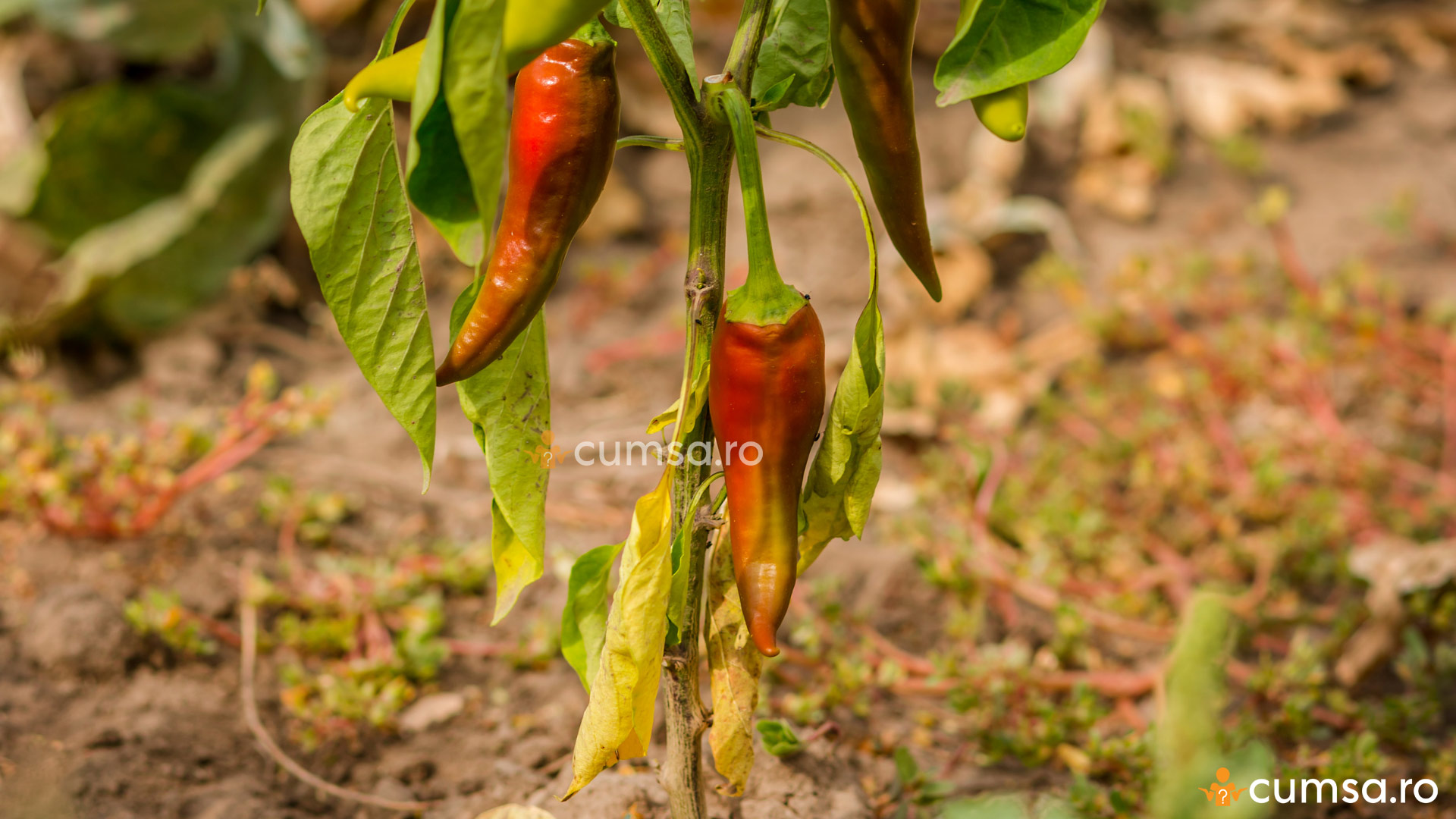 Cum sa combati fuzarioza la ardei si ce tratament sa aplici - cumsa.ro