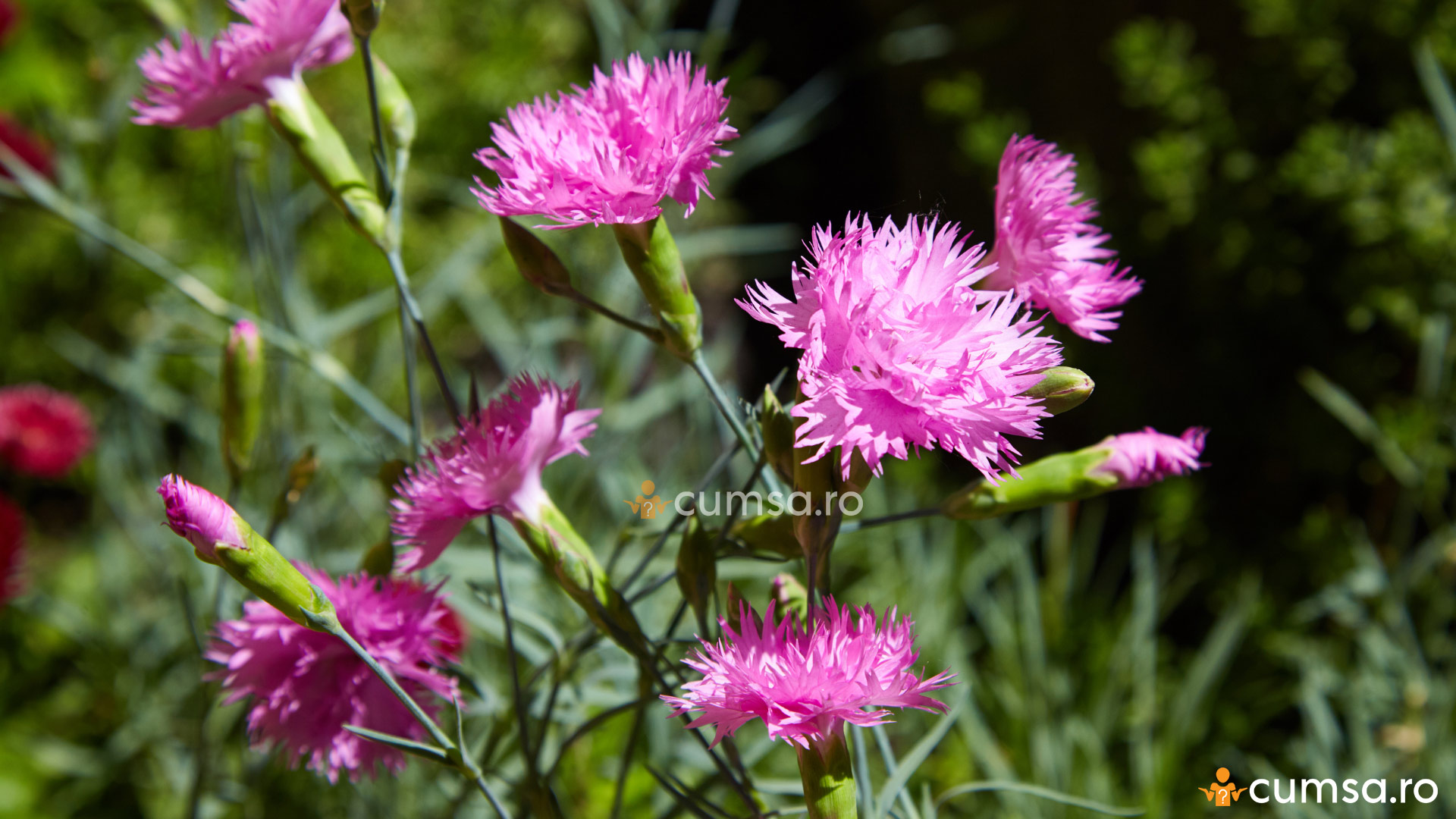 Cum sa cresti garofita roz. Ingrijire Dianthus plumarius - cumsa.ro