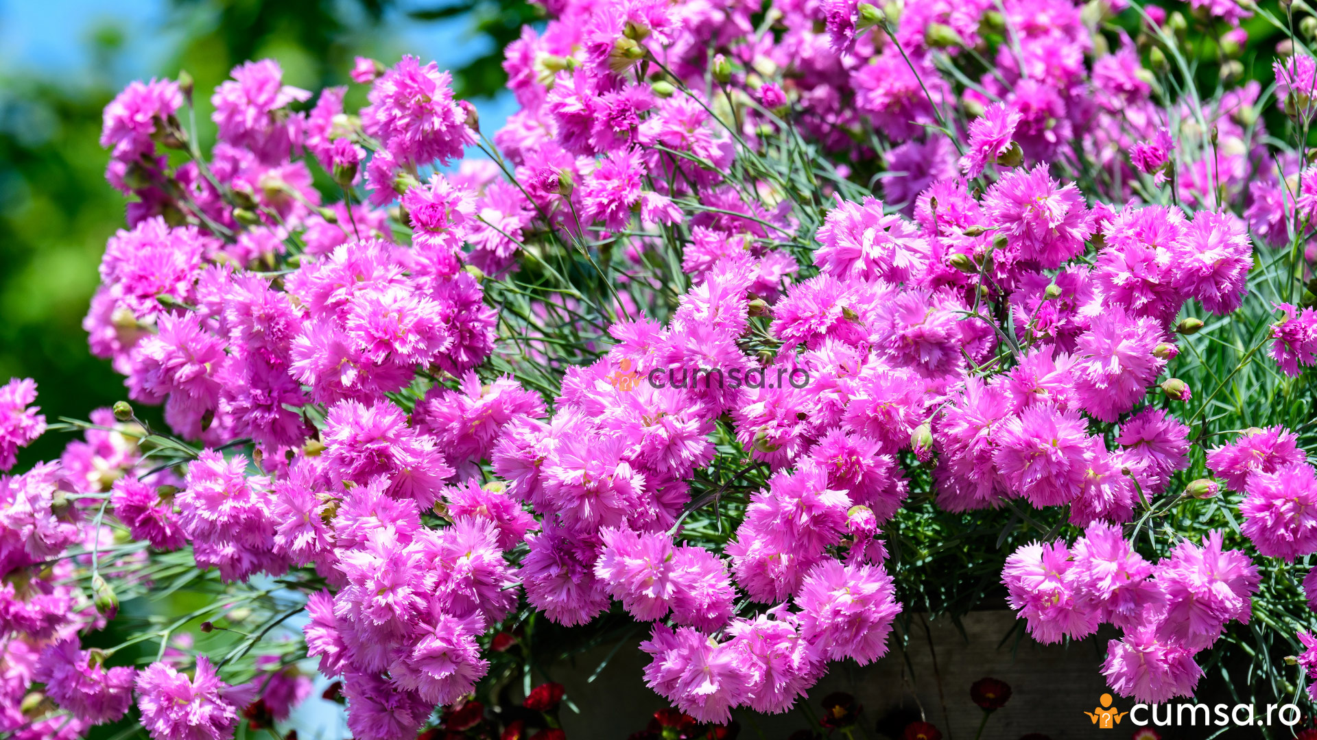 Cum sa cresti garofita roz. Ingrijire Dianthus plumarius - cumsa.ro