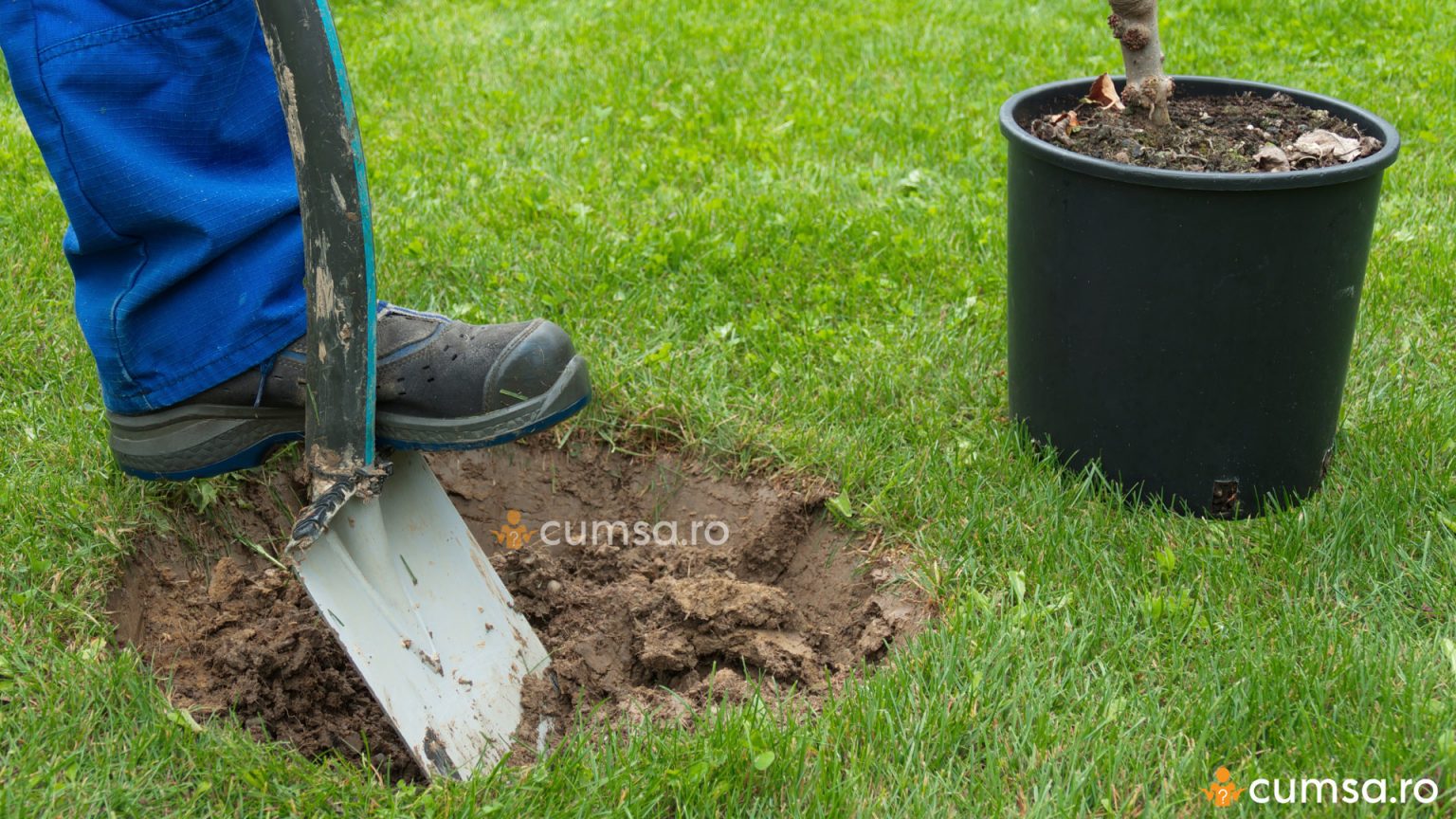 Cum sa plantezi cu succes pomi fructiferi. Cele mai frecvente greseli ...