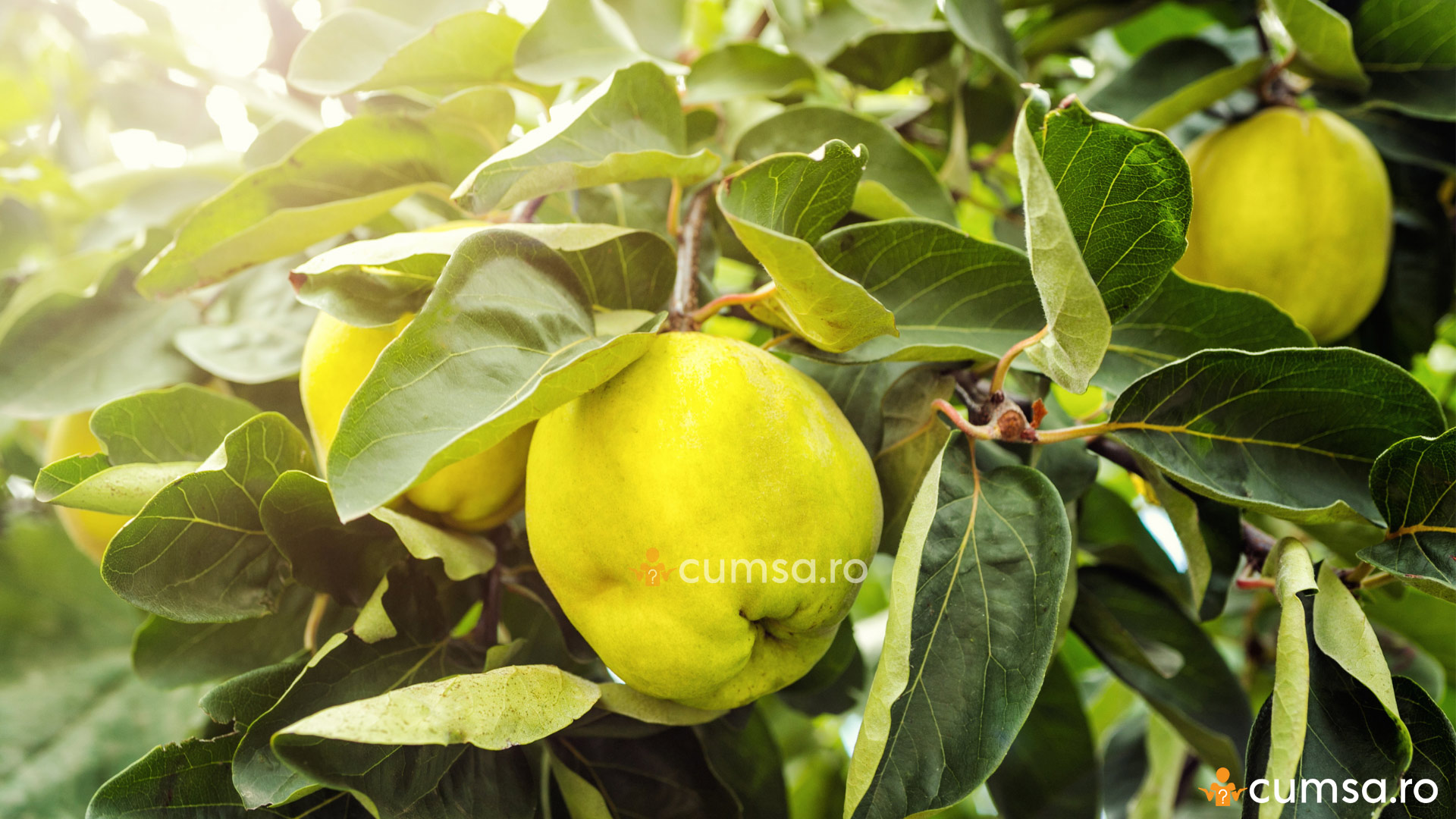 Soiuri de gutui. Cum sa alegi acesti pomi fructiferi in functie de zona ...