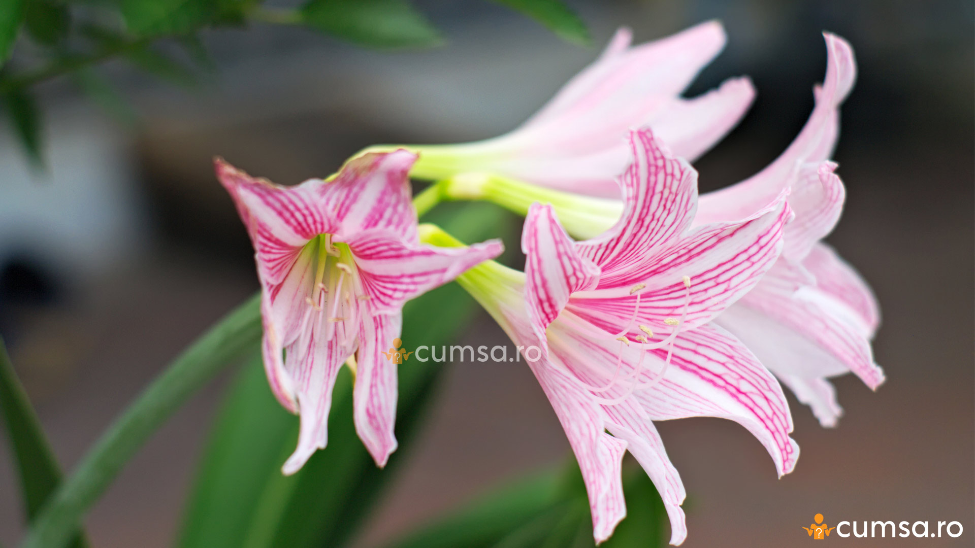 Cum sa plantezi crinul de iarna. Sfaturi despre ingrijire, inmultire ...