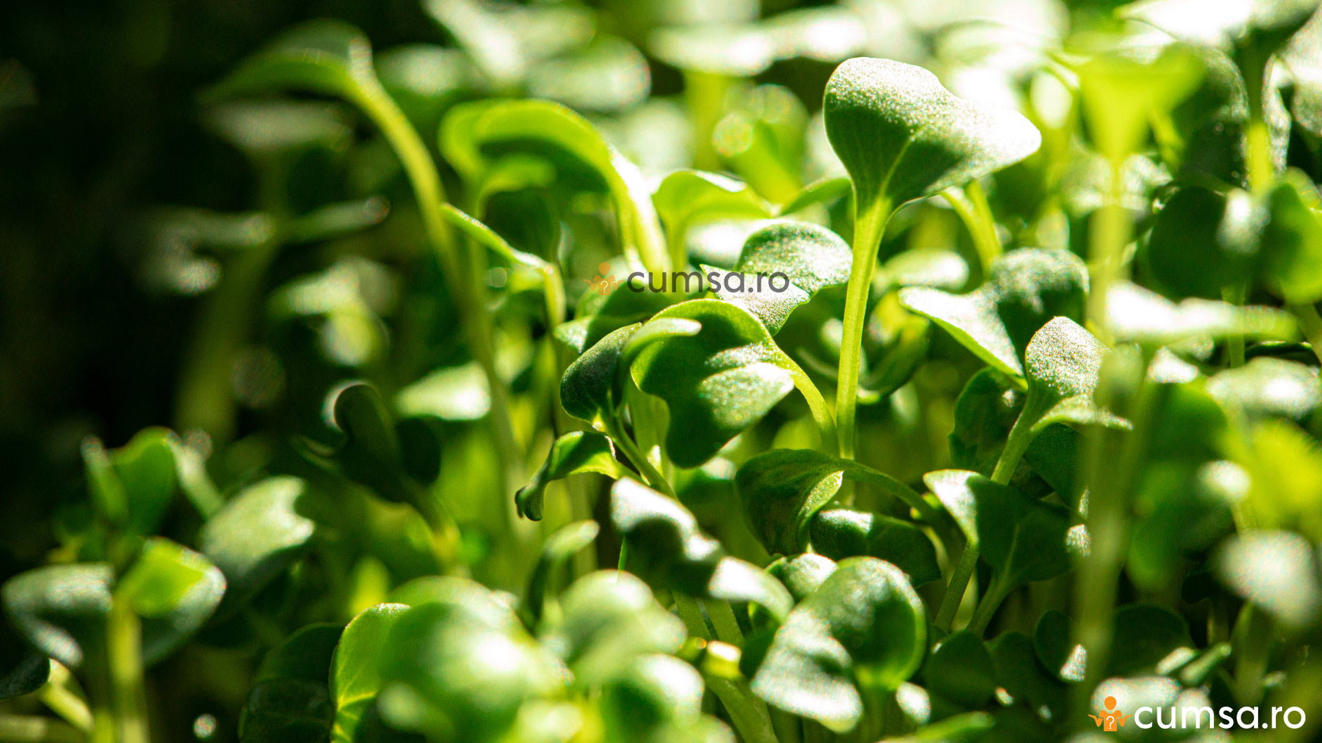 Cum sa faci testul creson pentru pamantul din gradina ta si la ce ajuta ...