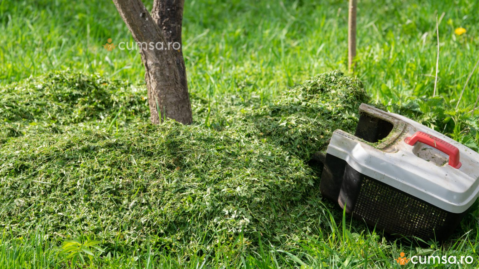 Cum sa folosesti iarba taiata ca ingrasamant natural pentru pomi ...