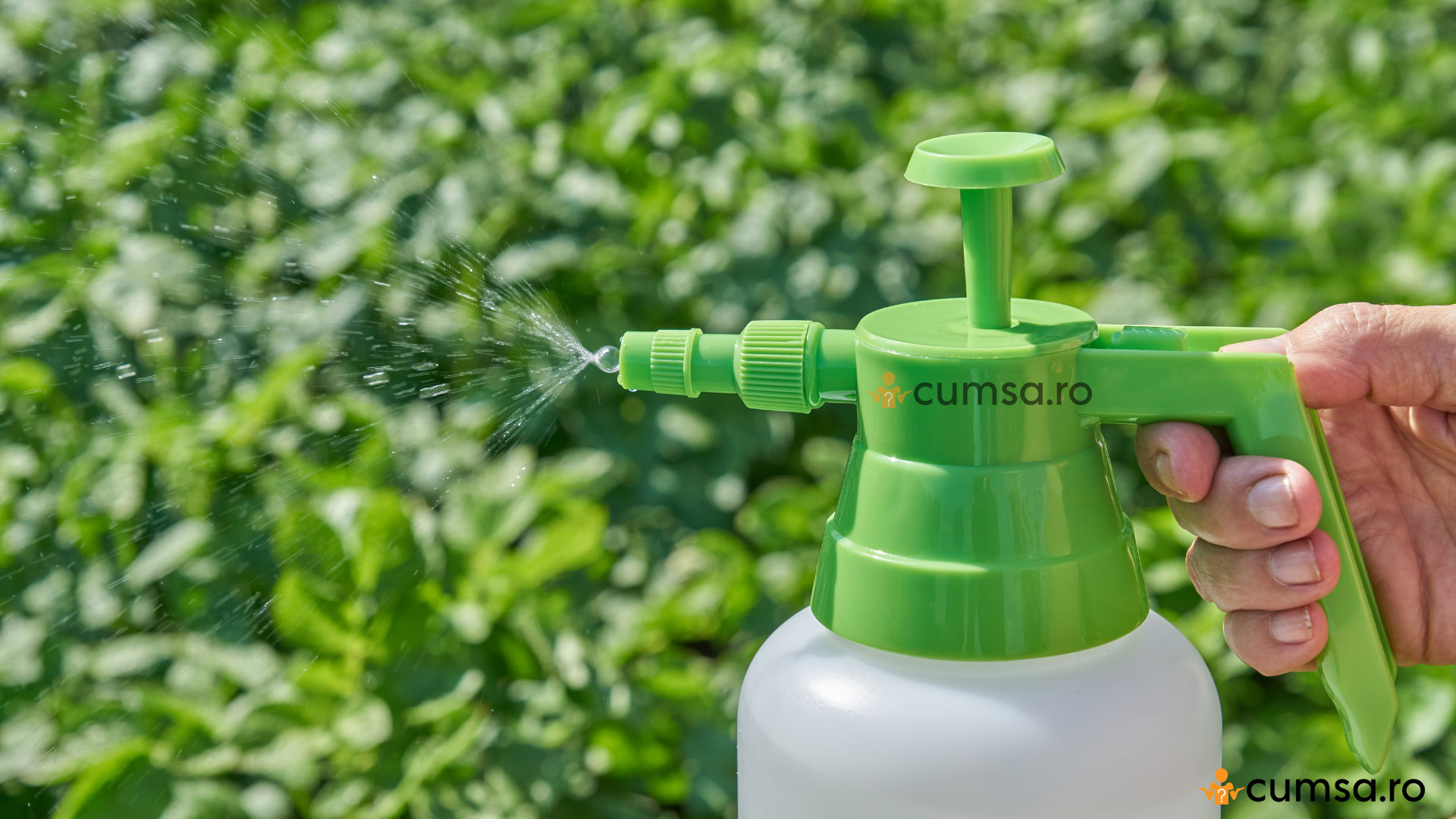 Cum sa prepari un ingrasamant foliar cu calciu pentru plante - cumsa.ro