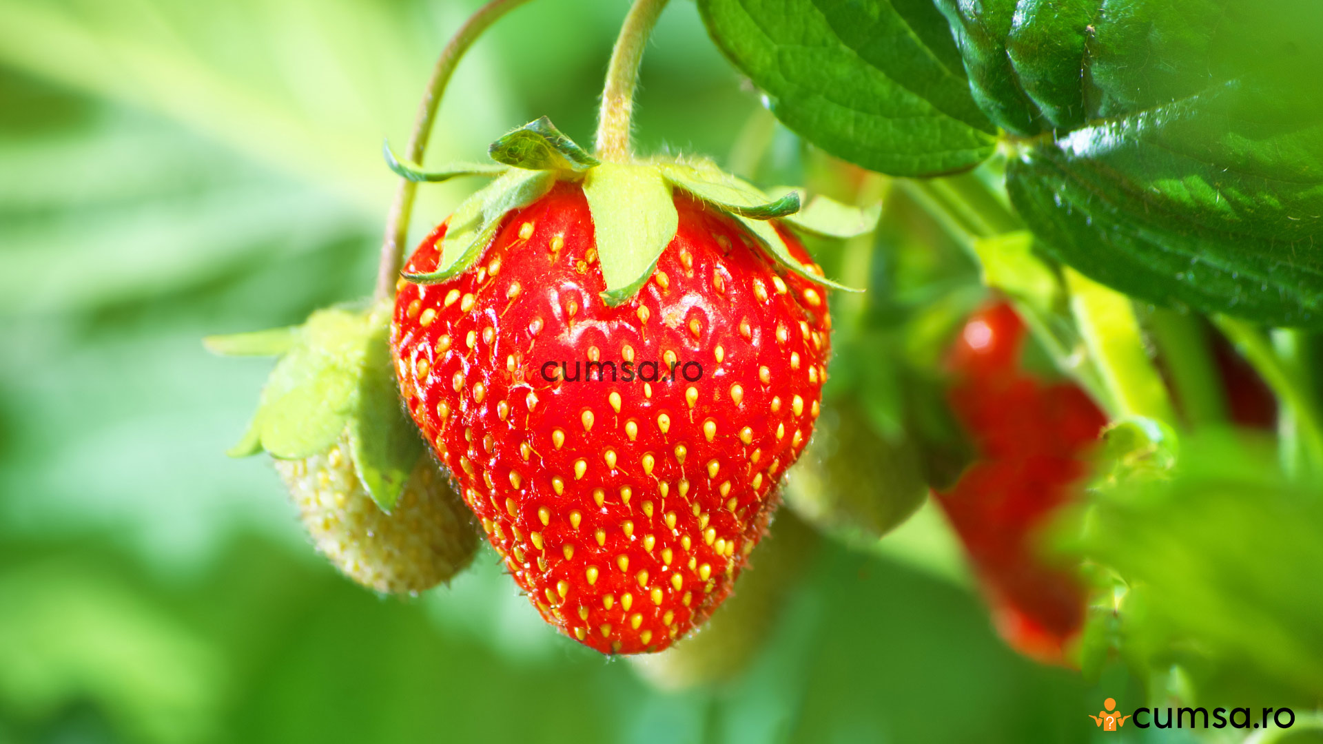 Cum sa faci ingrasamant natural pentru capsuni - cumsa.ro