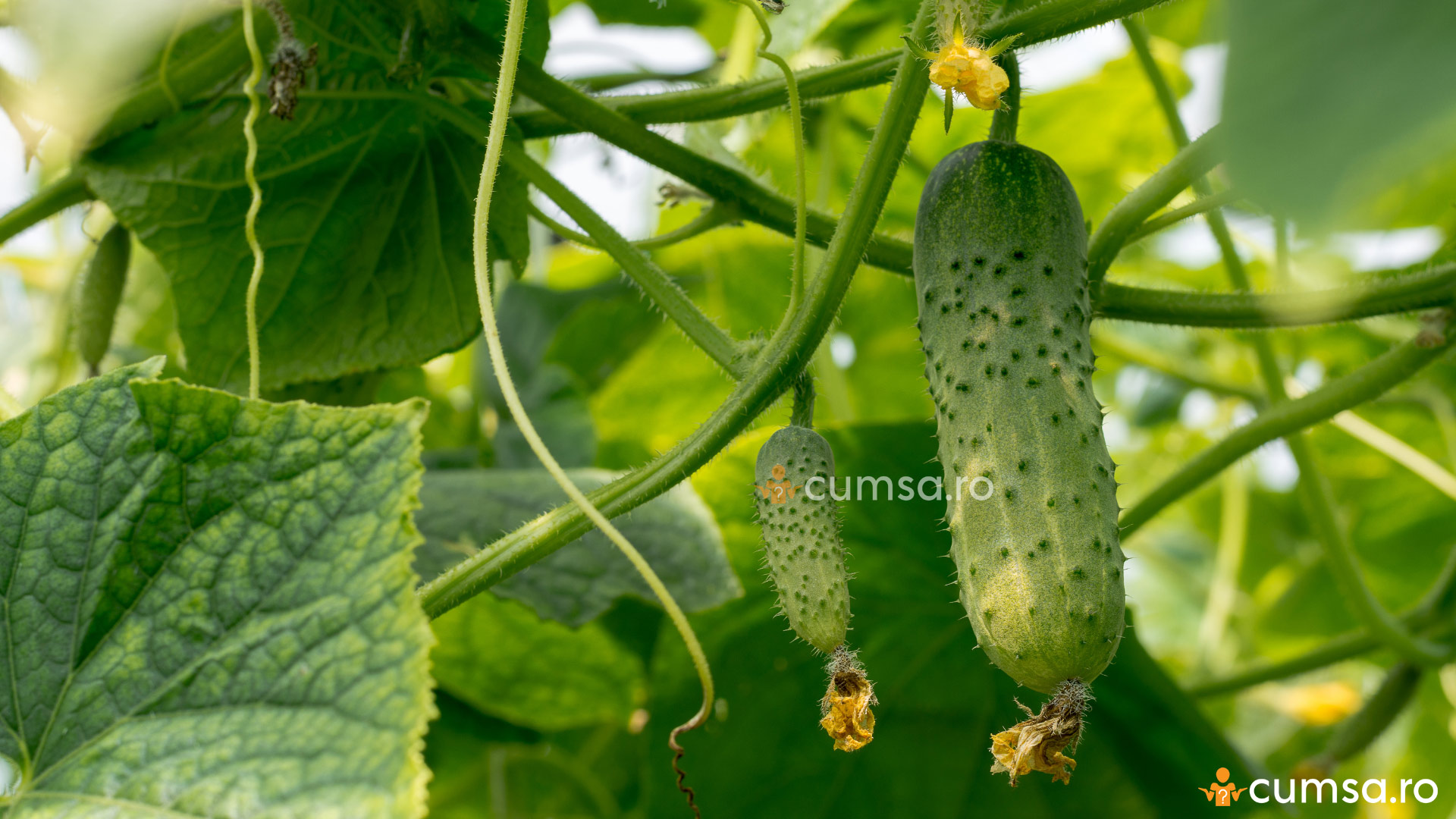 Cum sa eviti deformarea castravetilor din gradina ta - cumsa.ro