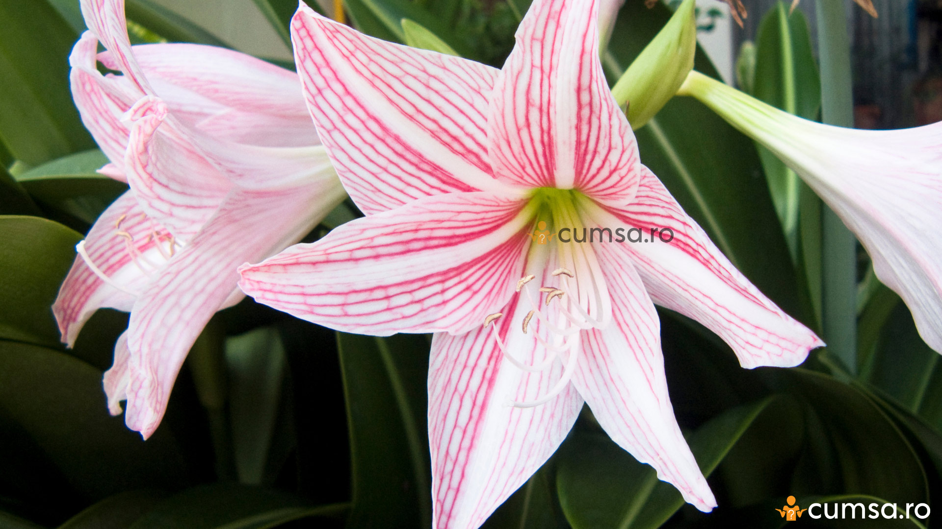 Cum sa plantezi crinul de iarna. Sfaturi despre ingrijire, inmultire ...