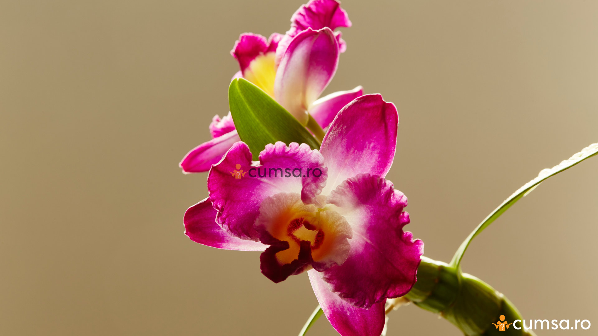 Ingrijire Dendrobium nobile. Cum sa ingrijesti orhideea cu flori ...