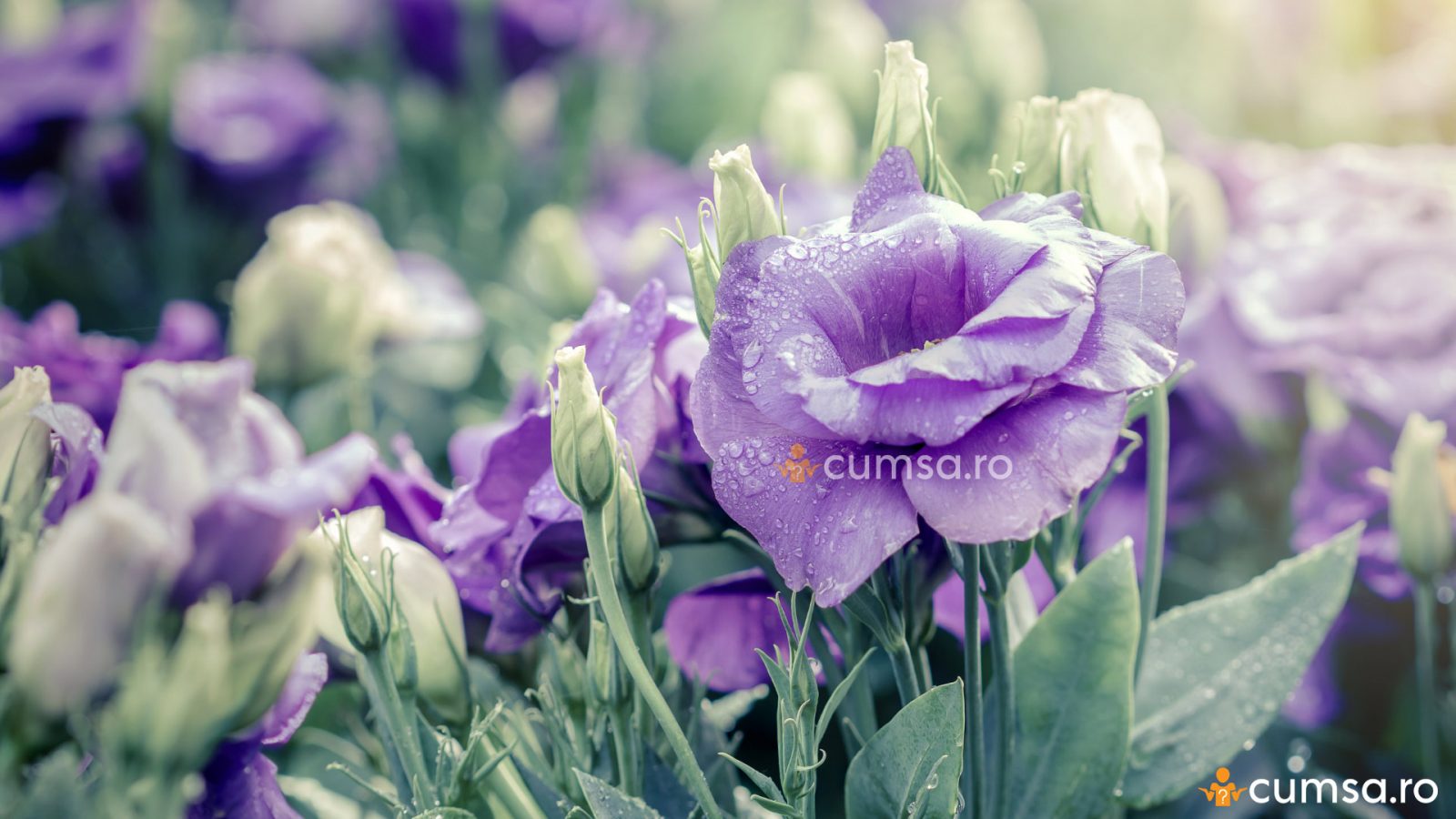 Cum sa cresti Eustoma. Ingrijire, inmultire, boli si daunatori - cumsa.ro