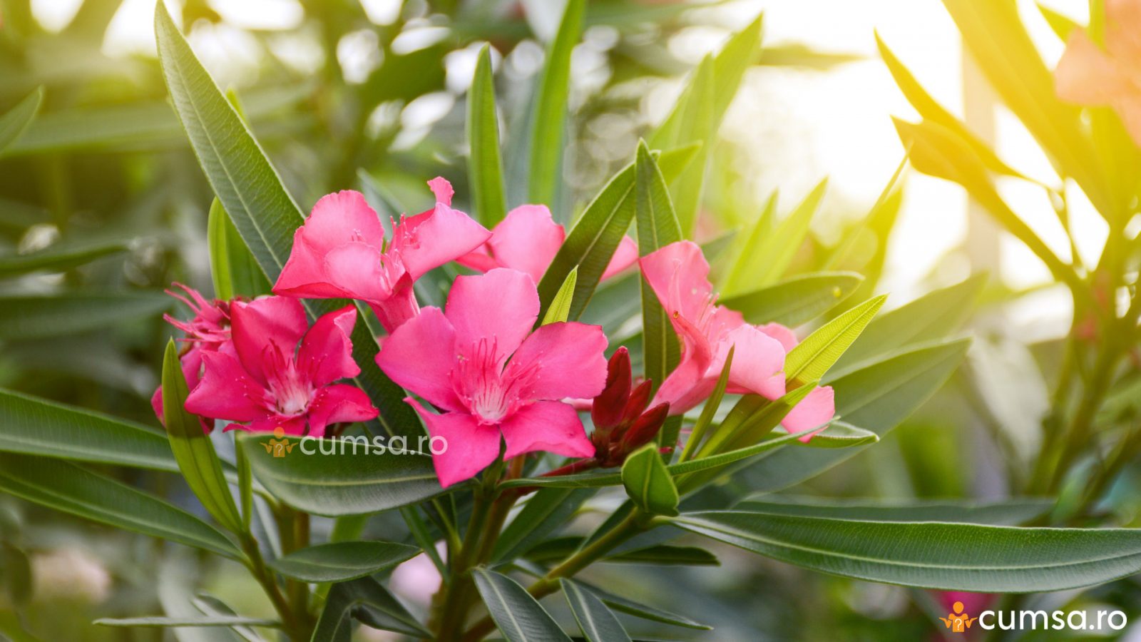 Ingrijire leandru. Cum sa il inmultesti si ce ingrasamant aplici - cumsa.ro