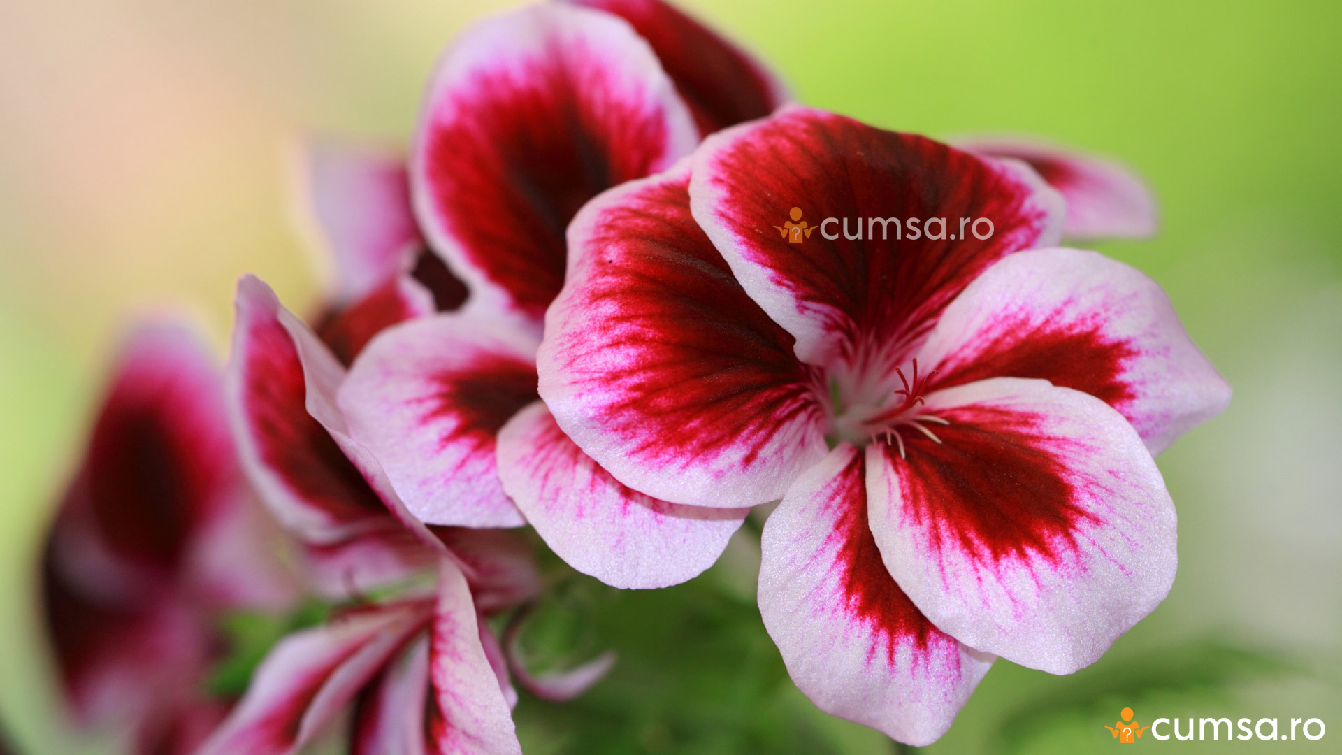 Cum sa plantezi muscate englezesti. Ingrijire, inmultire, boli si ...