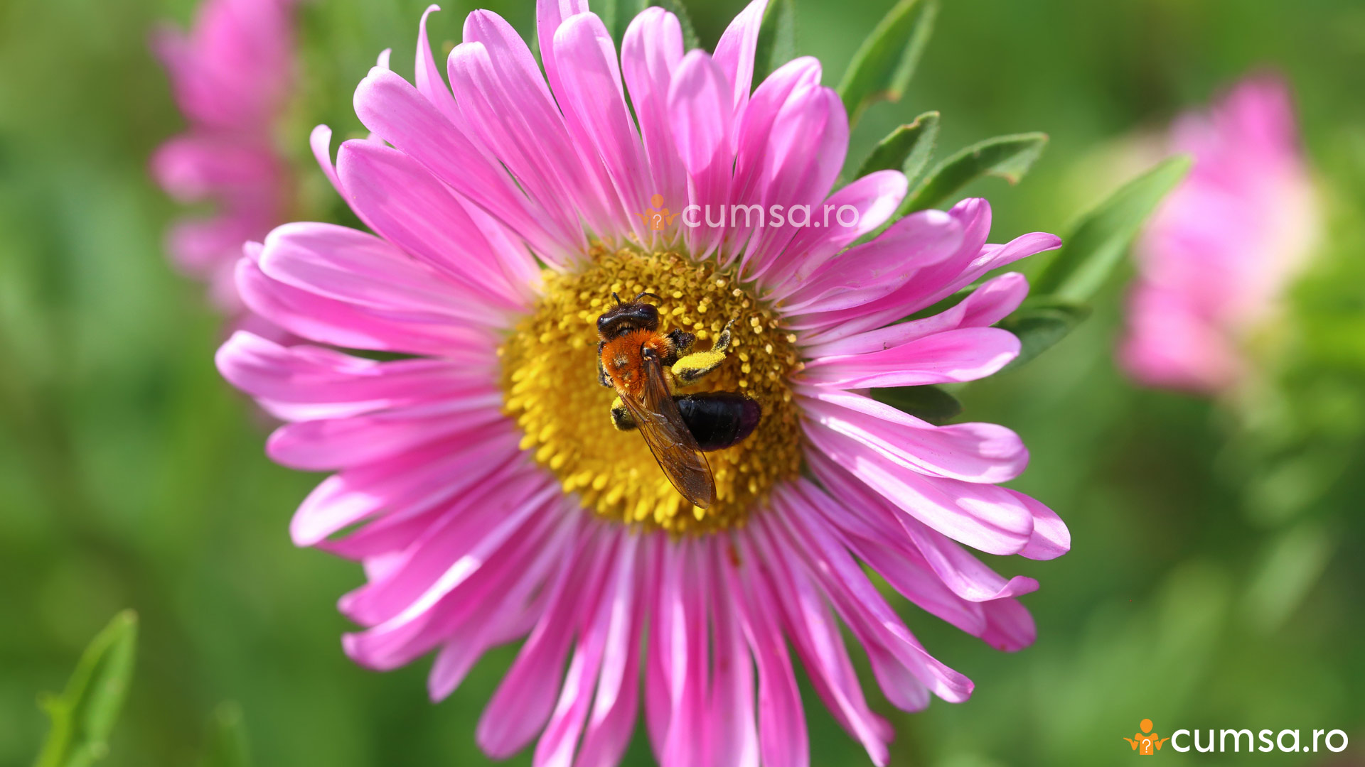 Cum sa plantezi Ochiul boului. Ingrijire, inmultire, conditii de ...