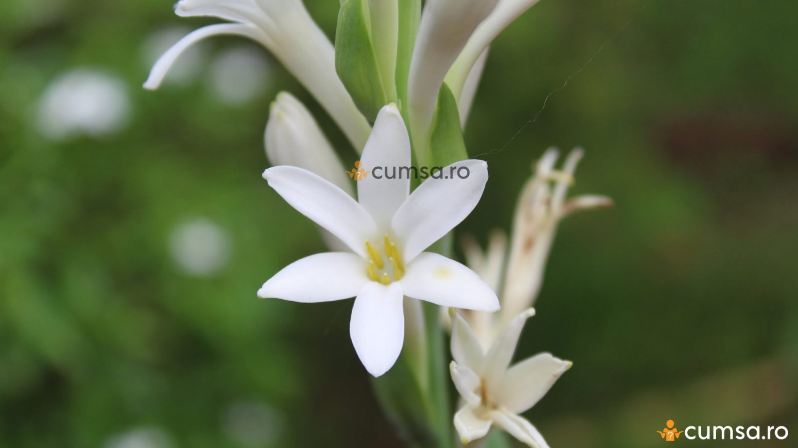 Cum sa cultivi tuberoze. Sfaturi despre ingrijire, inmultire, boli si ...