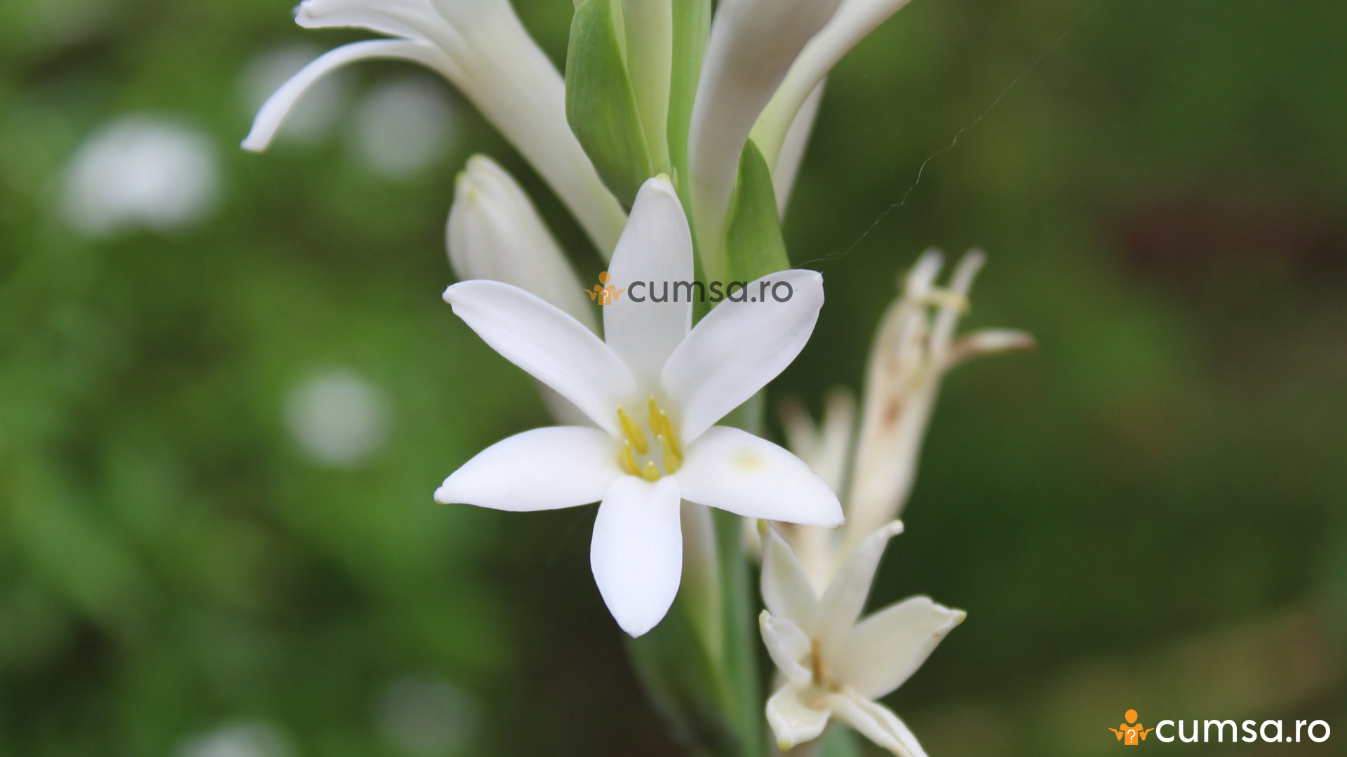 Cum sa cultivi tuberoze. Sfaturi despre ingrijire, inmultire, boli si ...