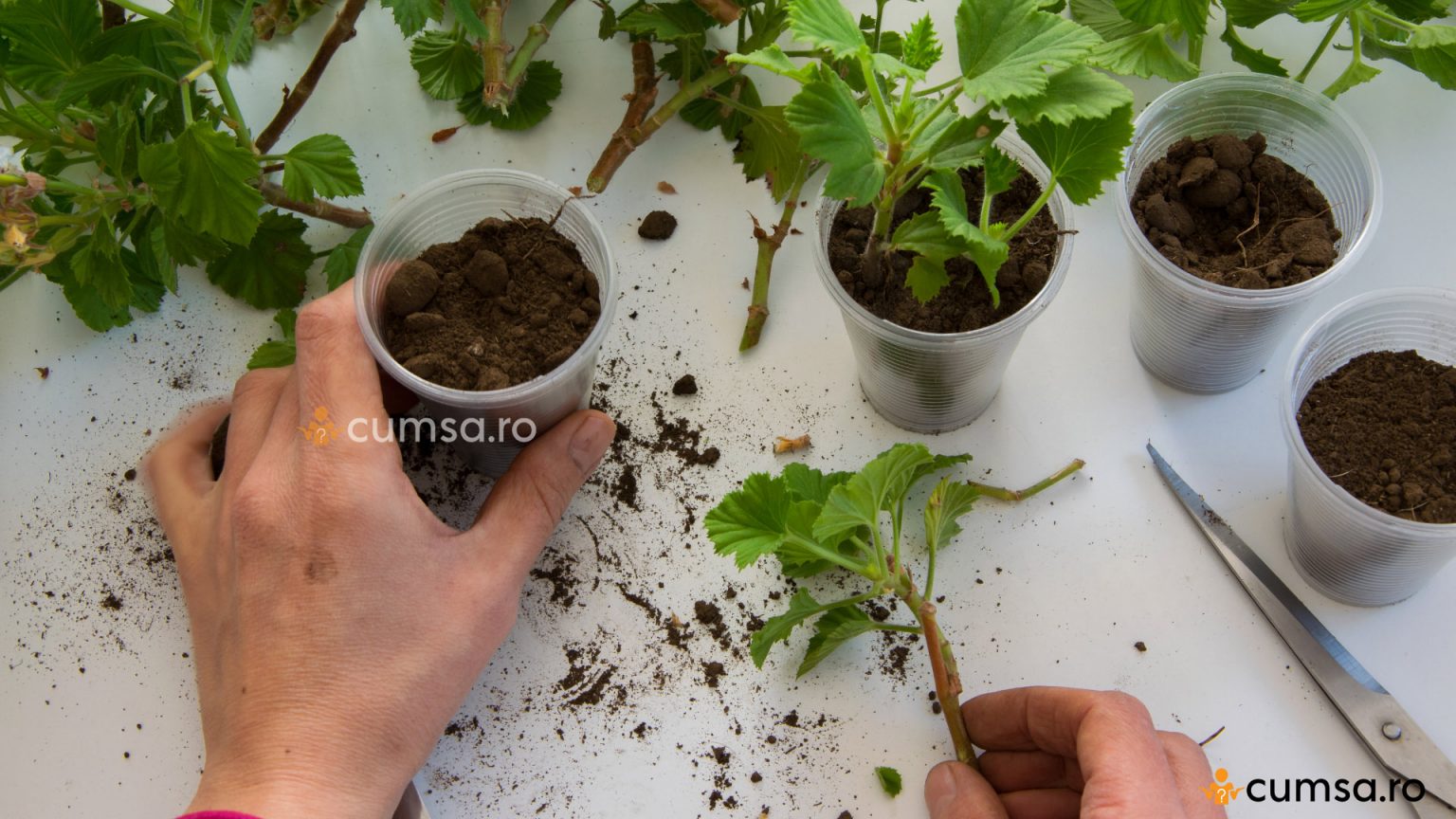 Cum sa faci inmultirea muscatelor prin butasi, in mod corect - cumsa.ro