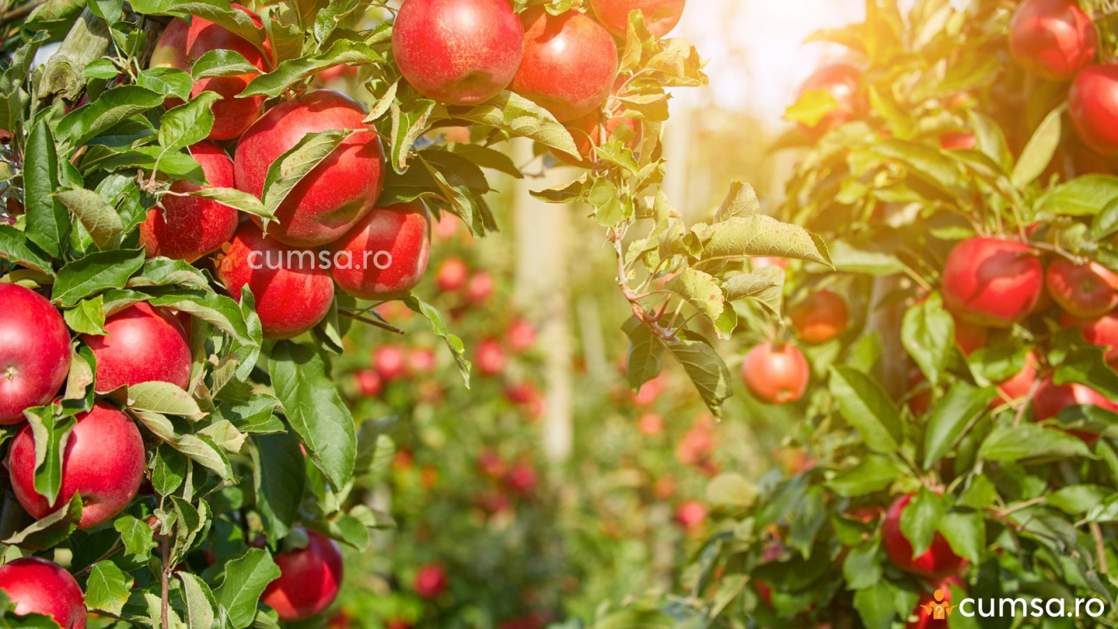 Soiuri de mar. Cum sa alegi pomii in functie de rezistenta la boli si ...