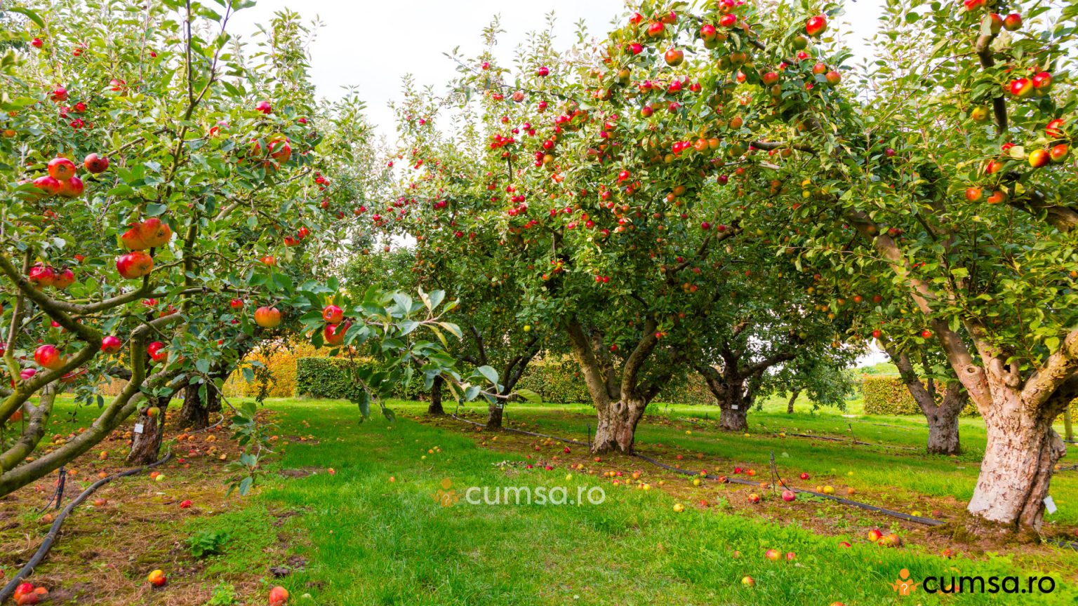 Cum sa aplici ingrasamant la pomii fructiferi si cand este necesar ...