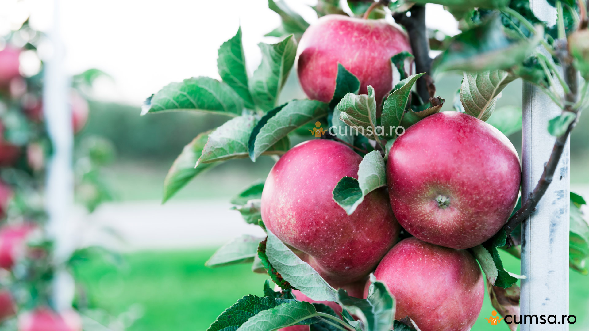 Specii de mar. Cum sa alegi pomii in functie de zona de cultivare ...