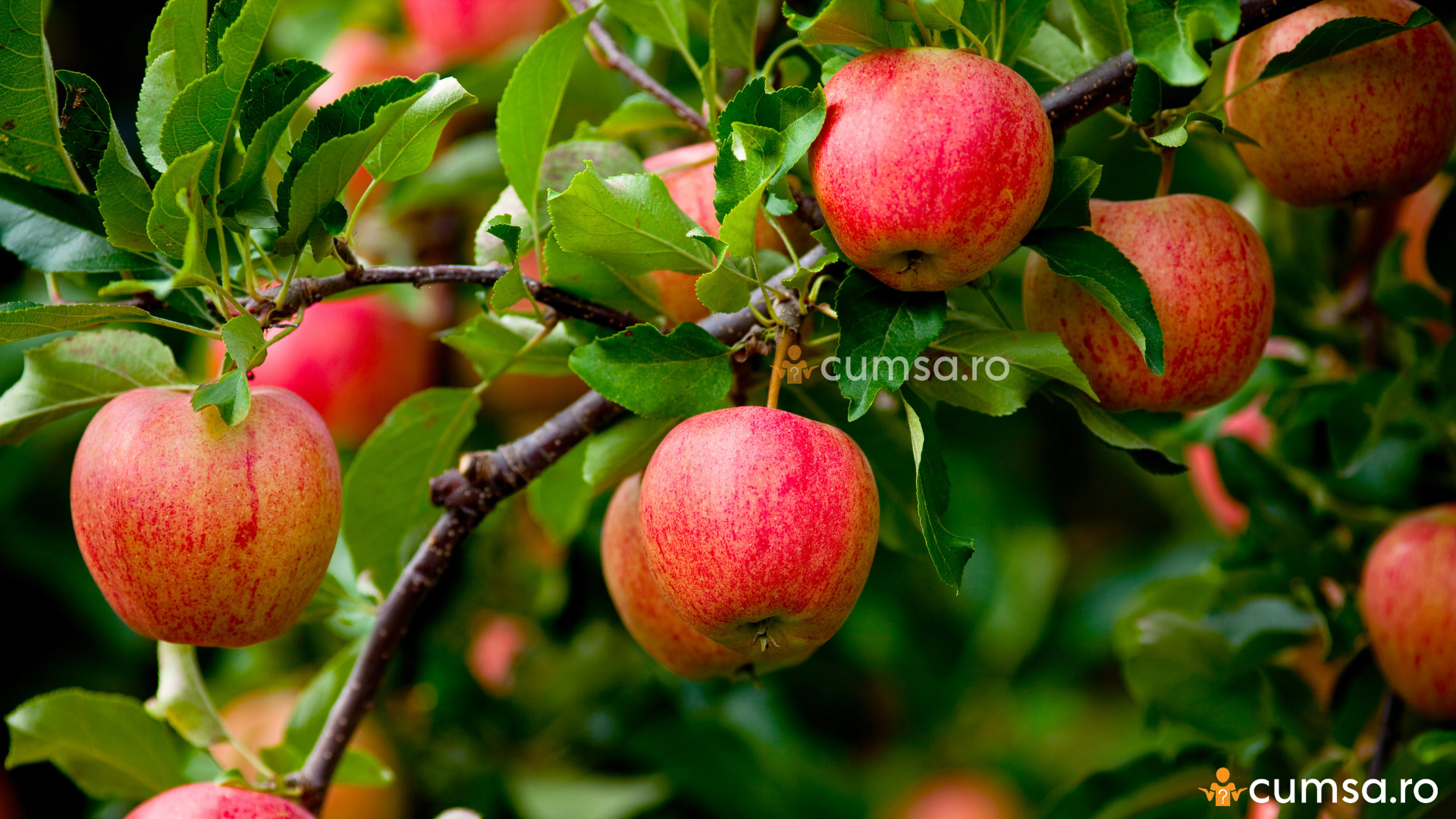 Soiuri de mar. Cum sa alegi pomii in functie de rezistenta la boli si ...