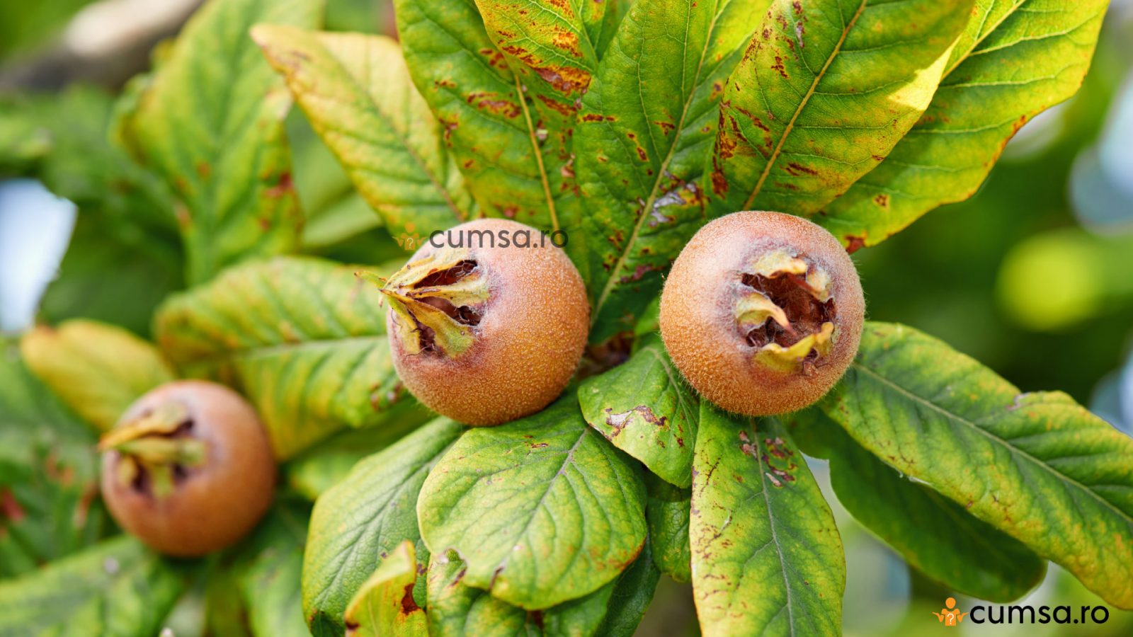 Cum sa cultivi mosmon si ce beneficii au fructele - cumsa.ro