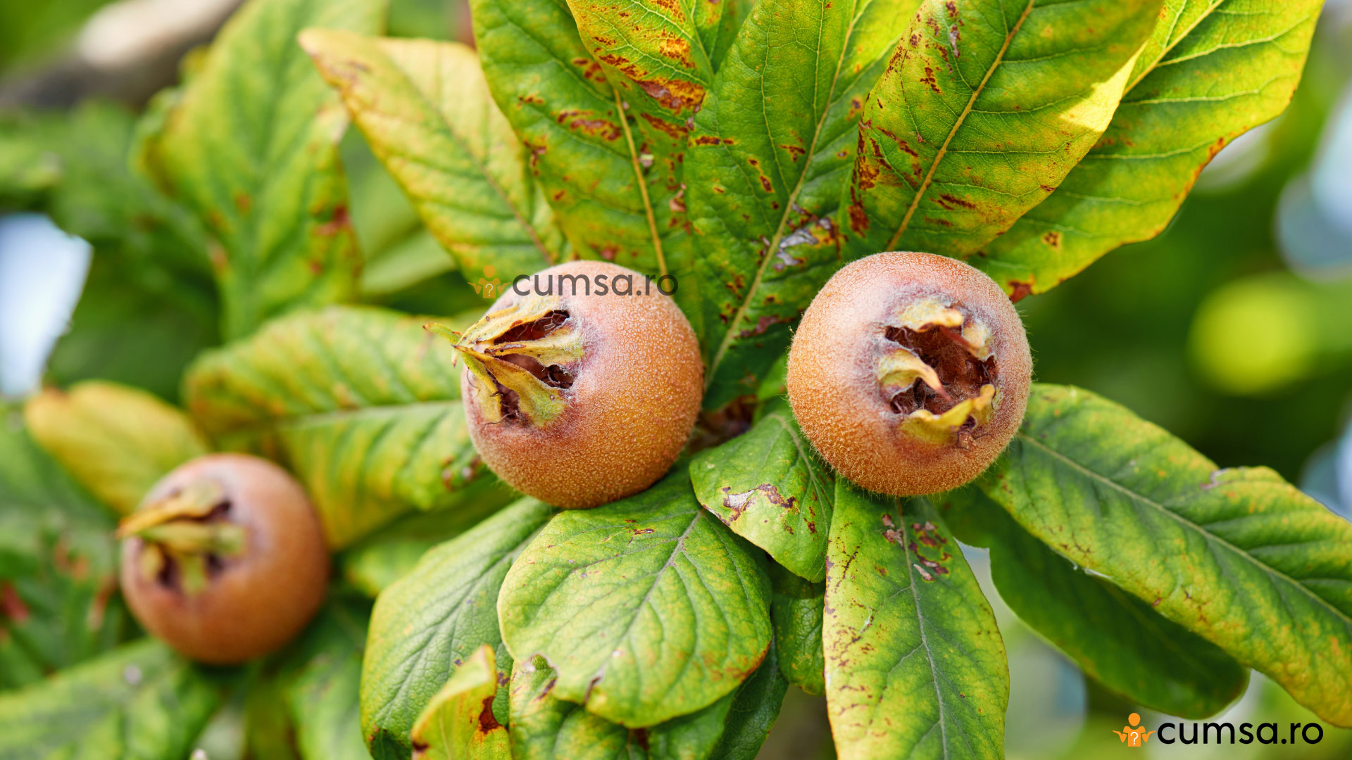 Cum sa cultivi mosmon si ce beneficii au fructele - cumsa.ro