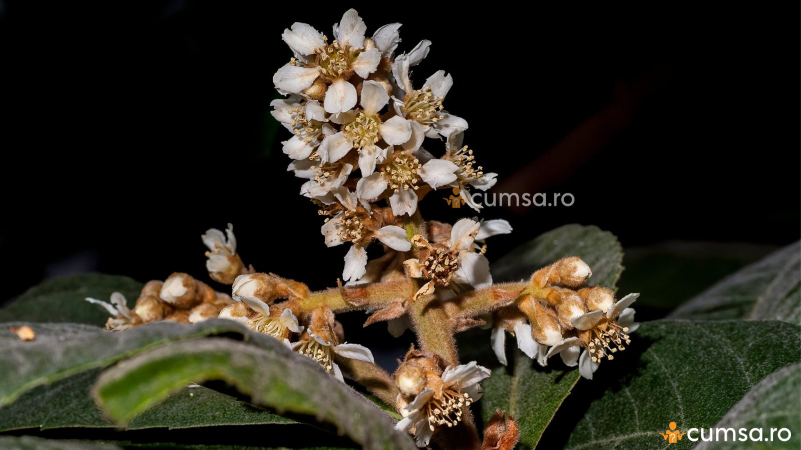 Cum sa cultivi mosmon si ce beneficii au fructele - cumsa.ro