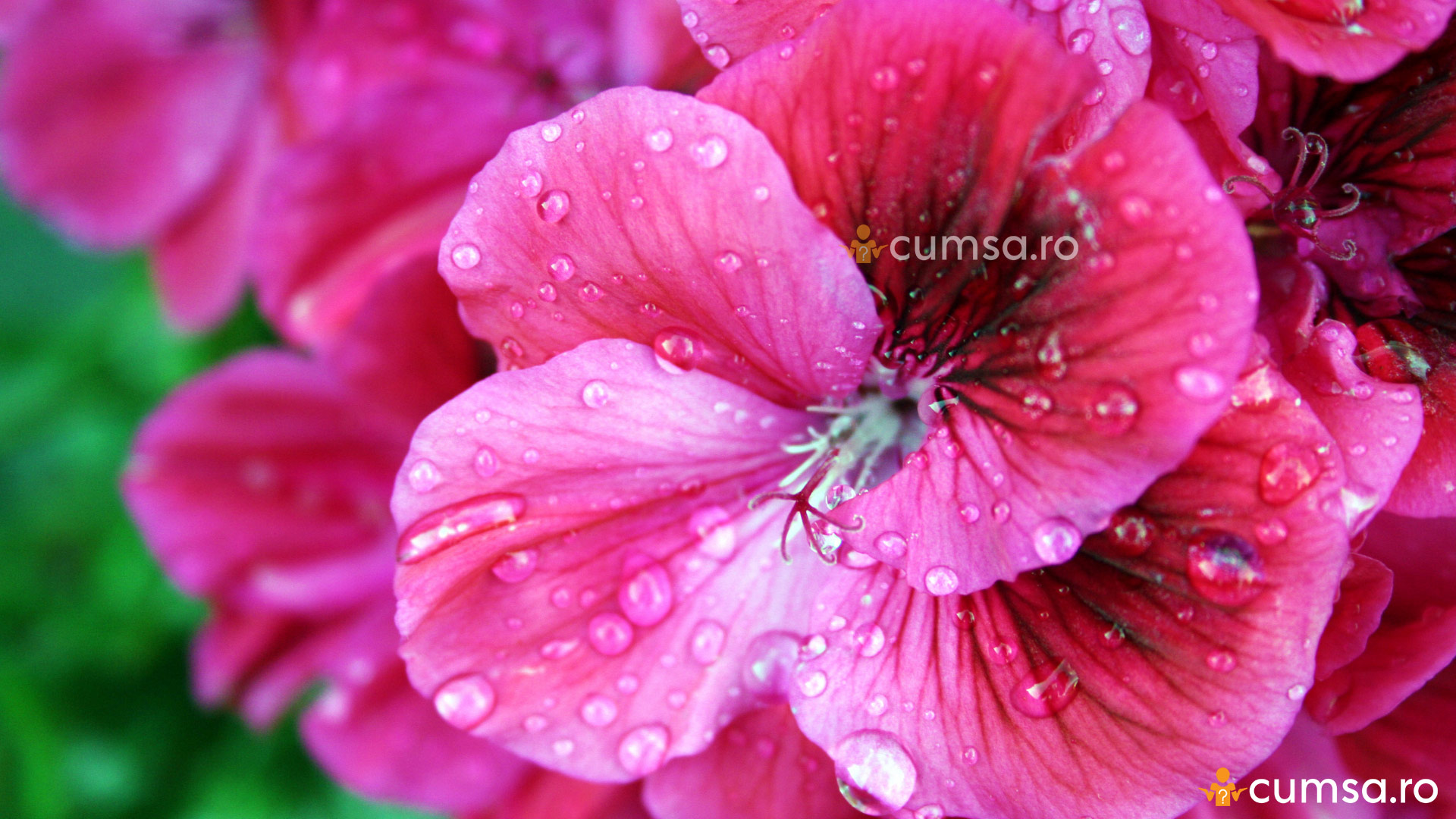 Cum sa plantezi muscate englezesti. Ingrijire, inmultire, boli si ...