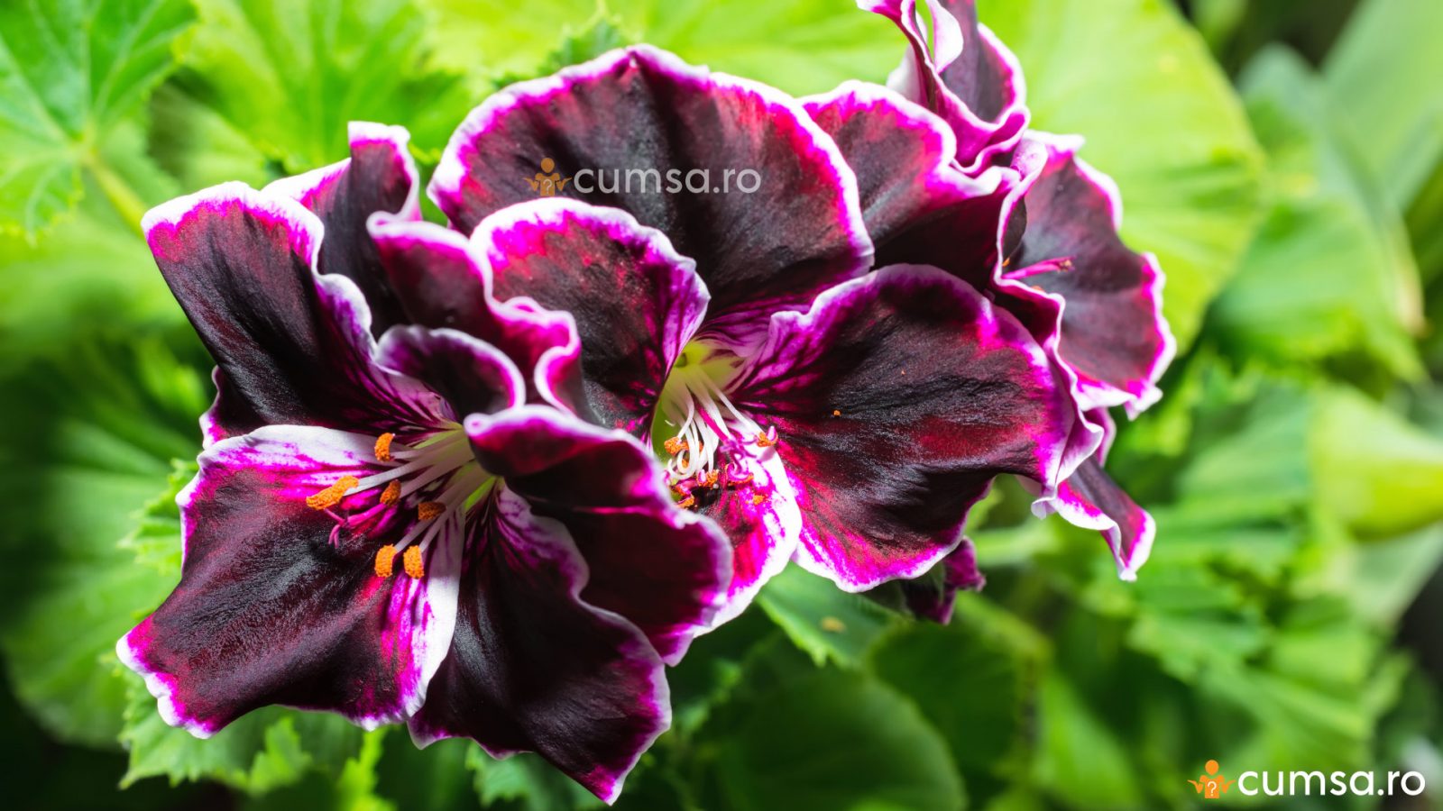 Cum sa plantezi muscate englezesti. Ingrijire, inmultire, boli si ...