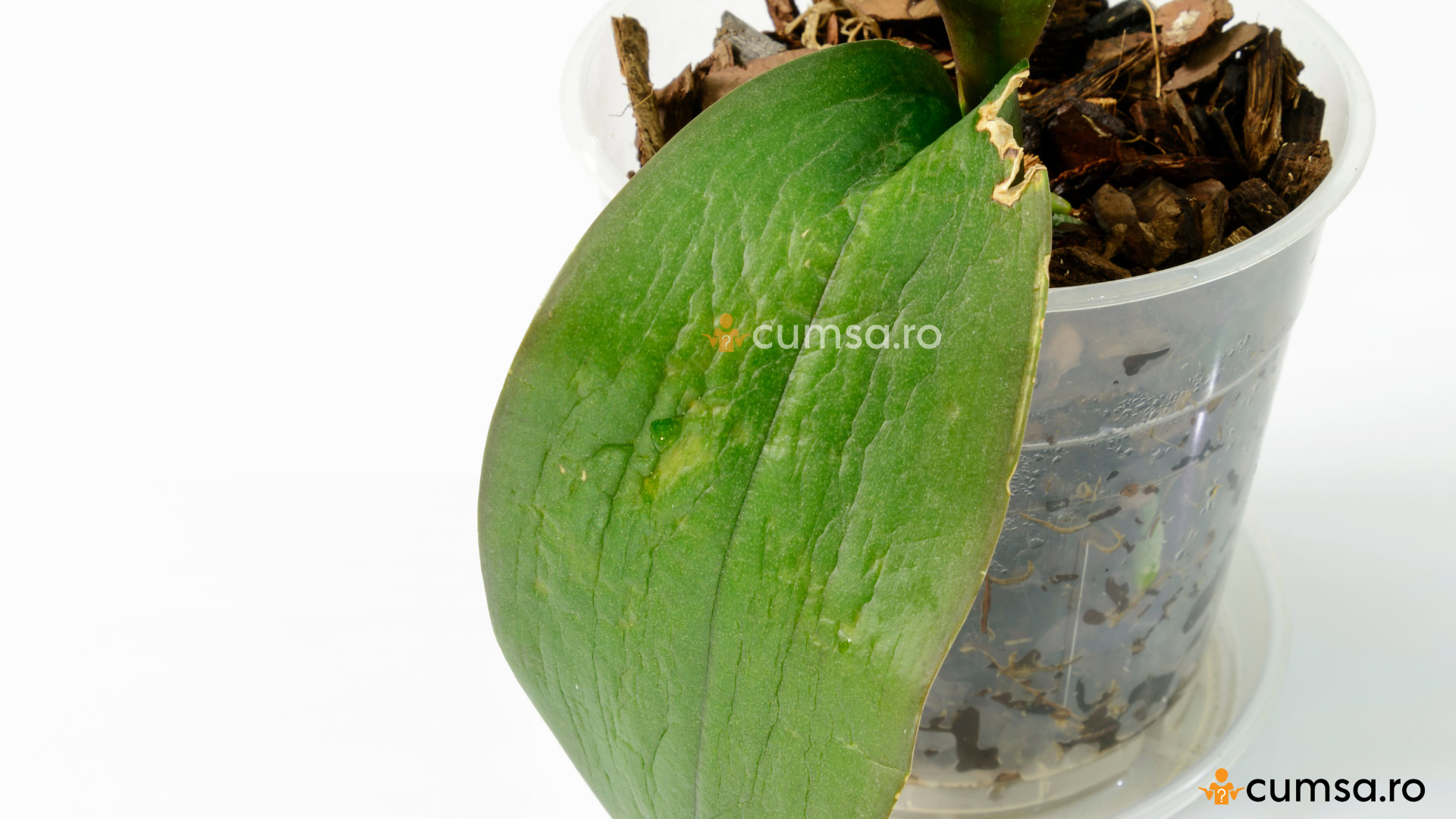 Boli si daunatori la orhidee. Cum sa mentii planta sanatoasa - cumsa.ro